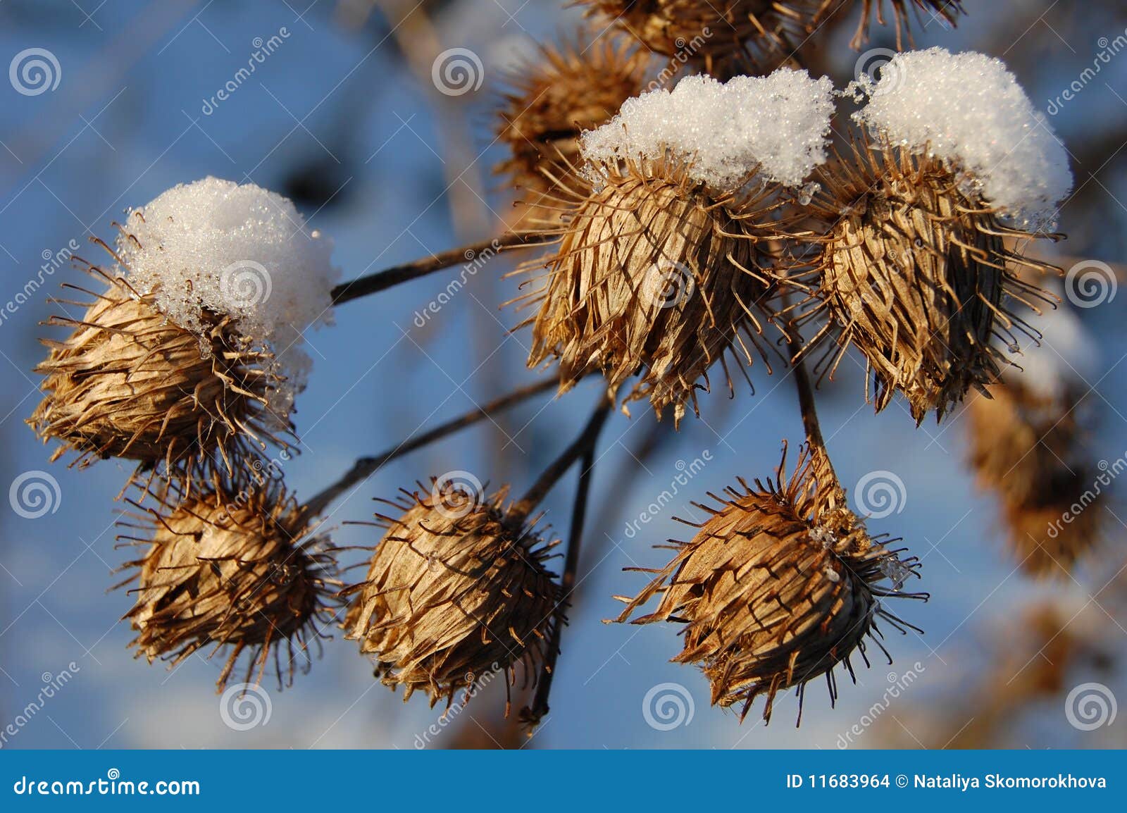 Bur stock photo. Image of weed, blue, background, barb - 11683964