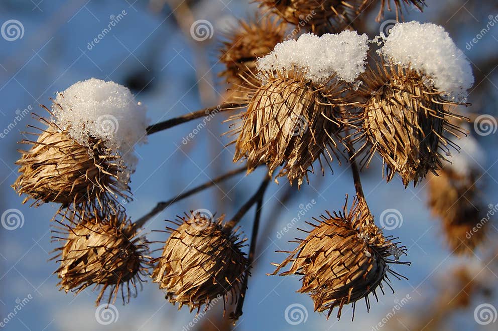 Bur stock photo. Image of weed, blue, background, barb - 11683964