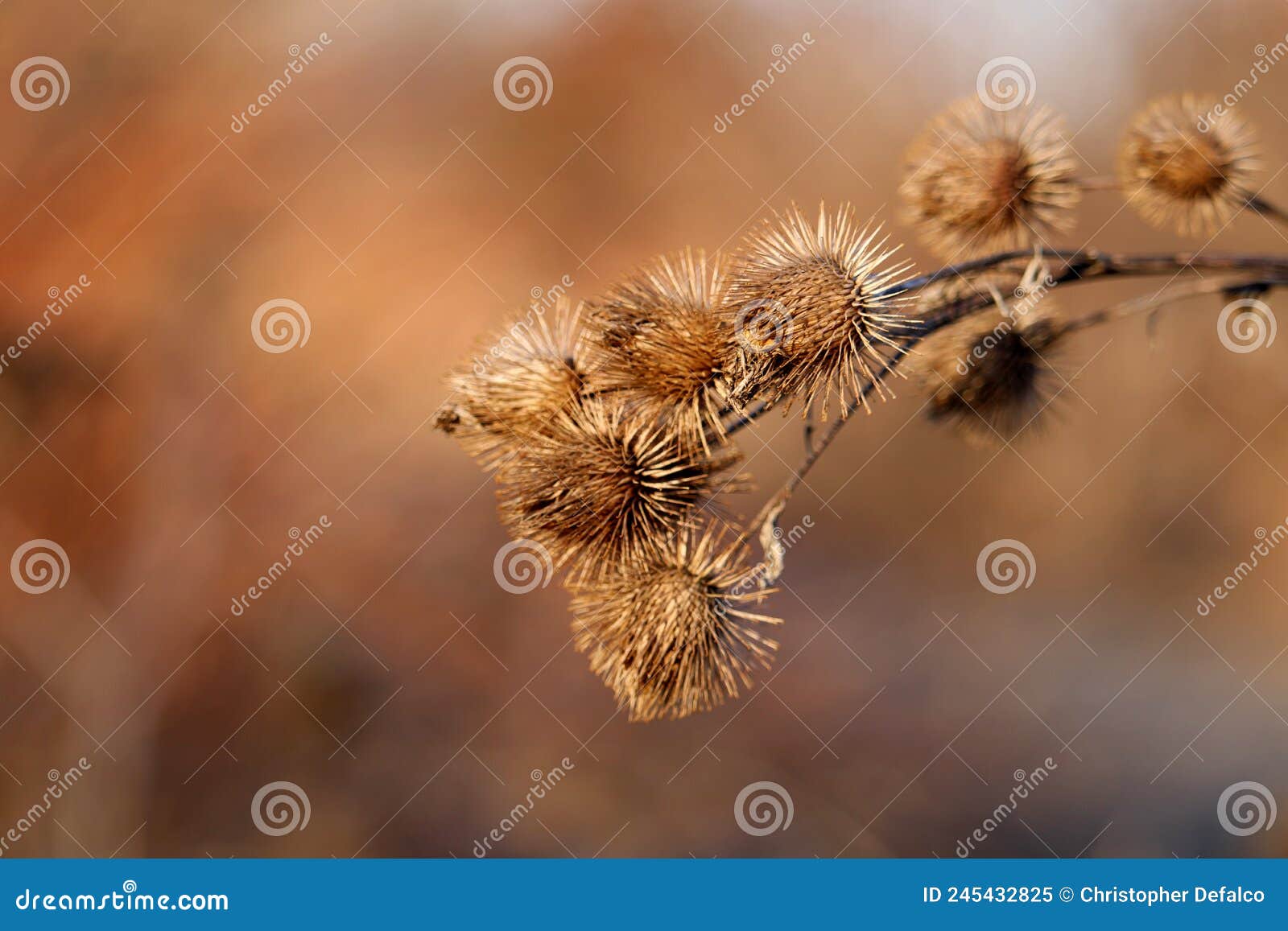 The Bur Bush stock image. Image of burr, branch, wildflower - 245432825