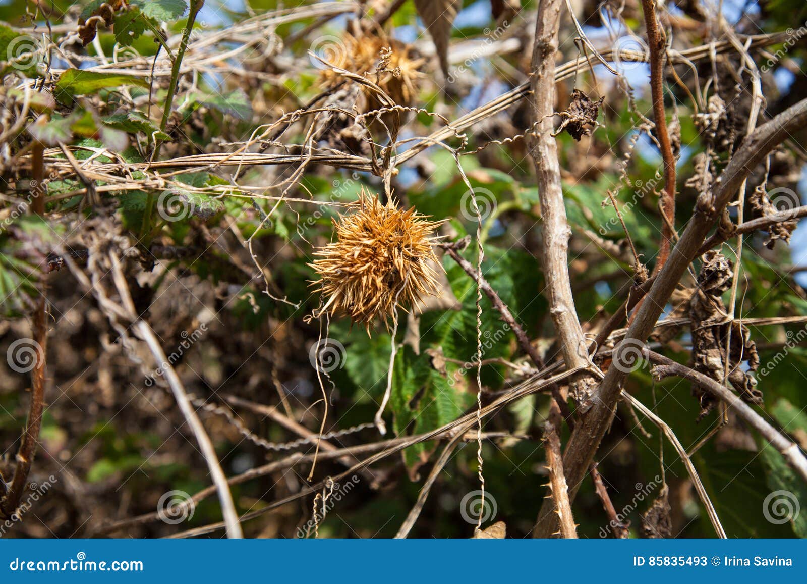 Bur in the bush stock image. Image of botanic, grass - 85835493