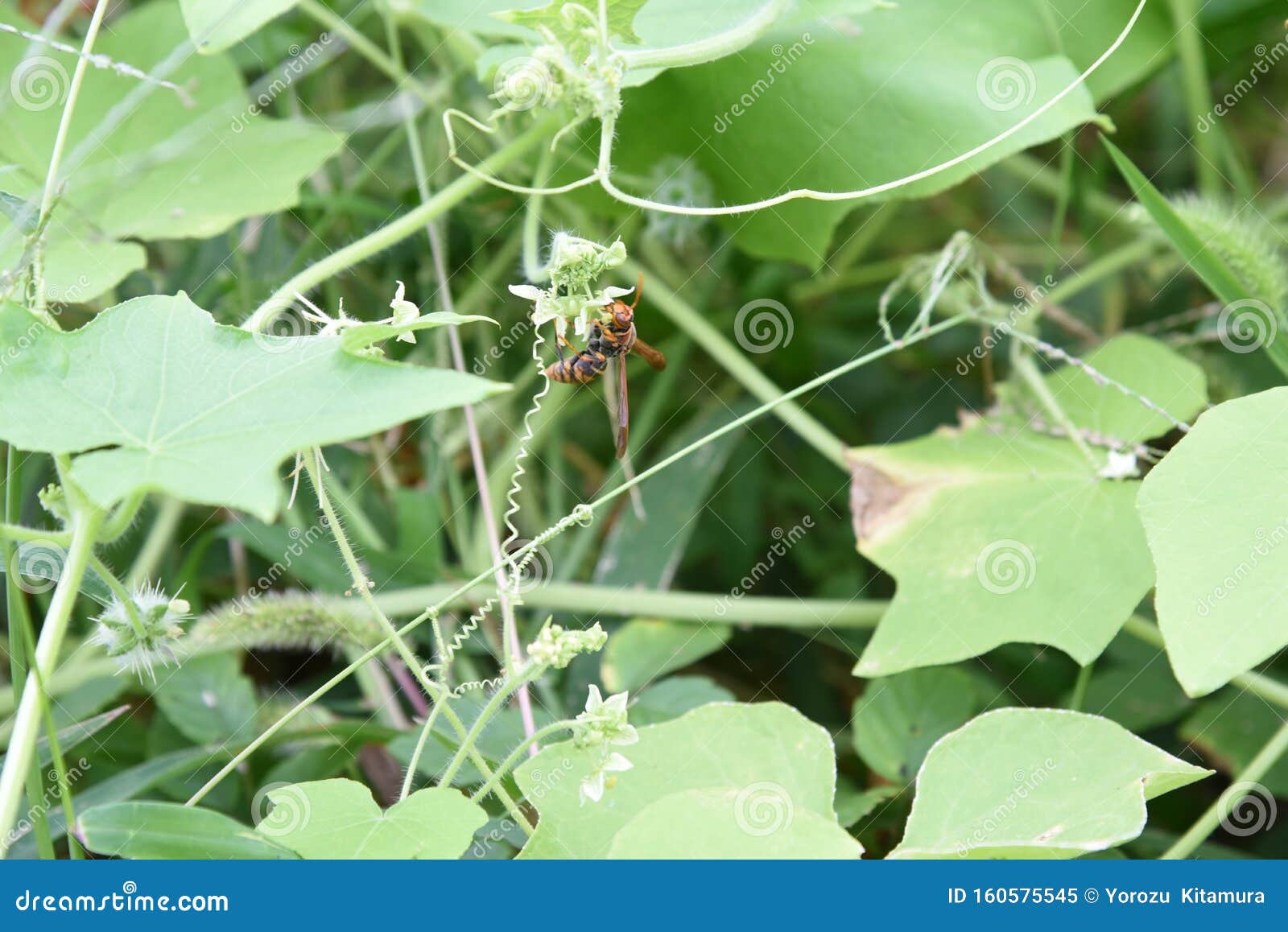 Bur cucumber stock image. Image of autumn, japan, spring - 160575545