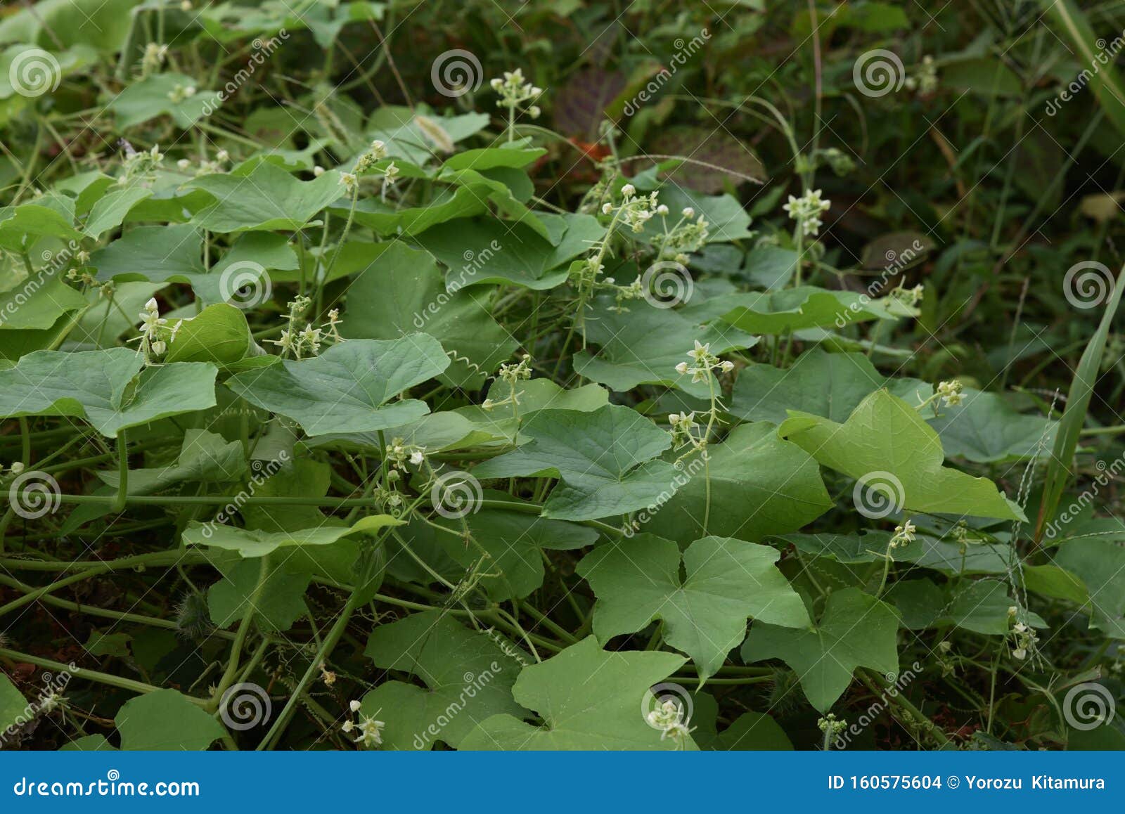 Bur cucumber stock photo. Image of closeup, summer, vine - 160575604
