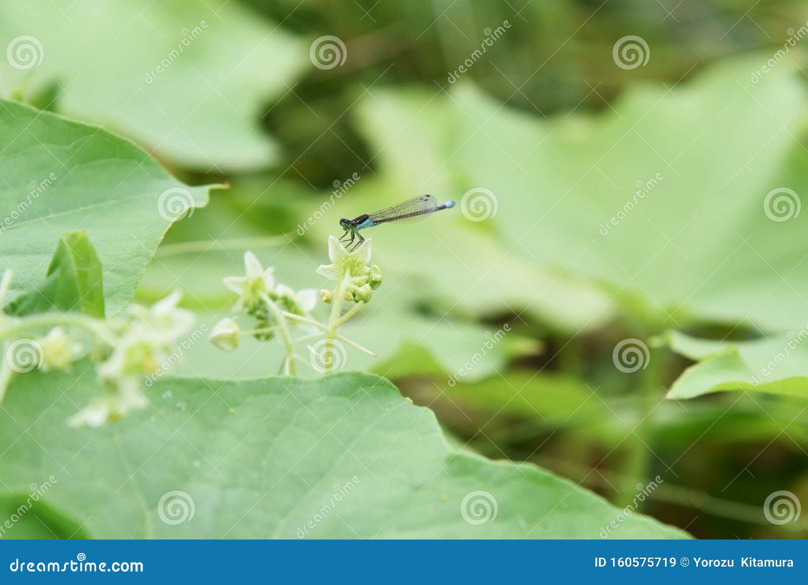 Bur cucumber stock image. Image of summer, autumn, kanagawa - 160575719