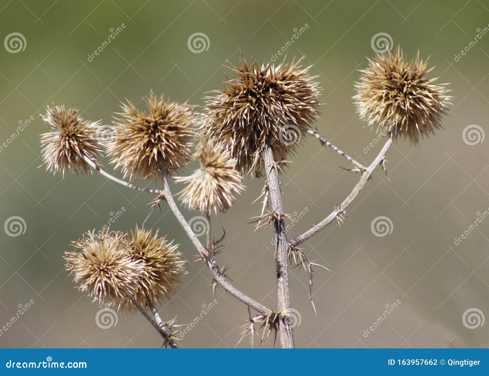 Bur stock photo. Image of spike, grass, flora, galilea - 163957662