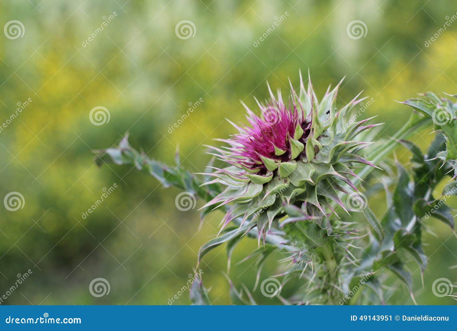 Bur flower stock image. Image of blossom, petal, thistle - 49143951