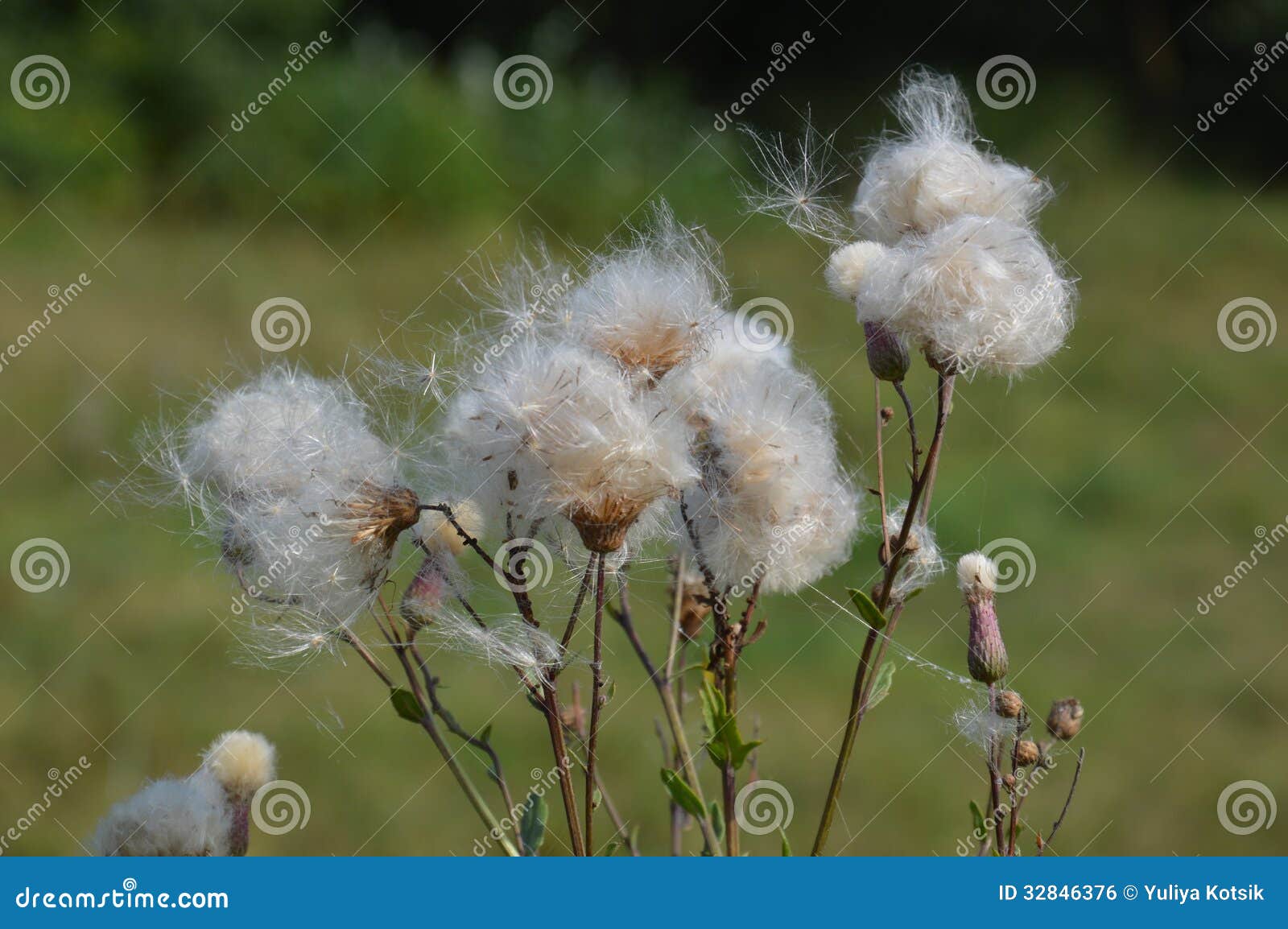 Bur flowers stock photo. Image of flower, lesser, plant - 32846376