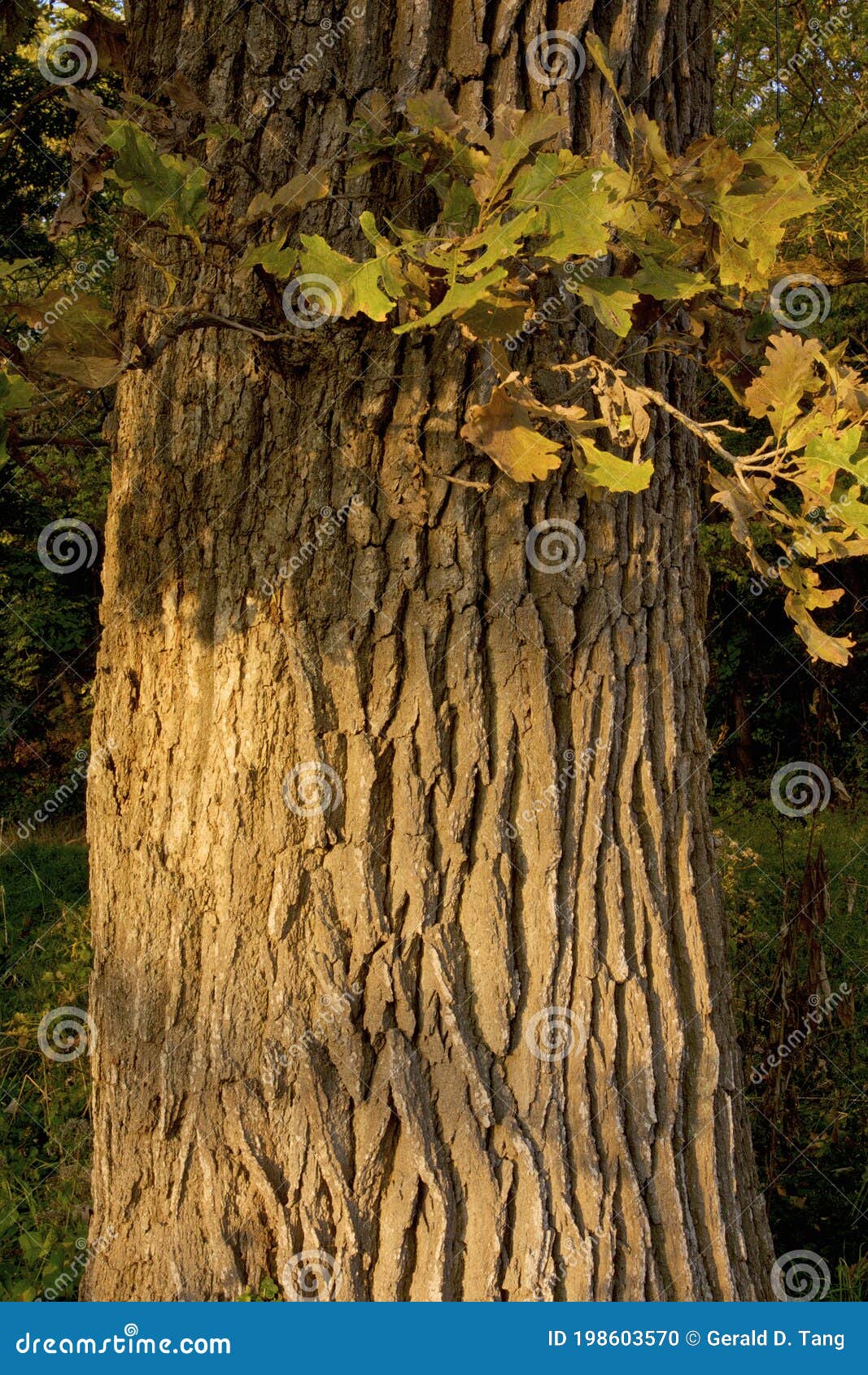Quercus Macrocarpa Tree