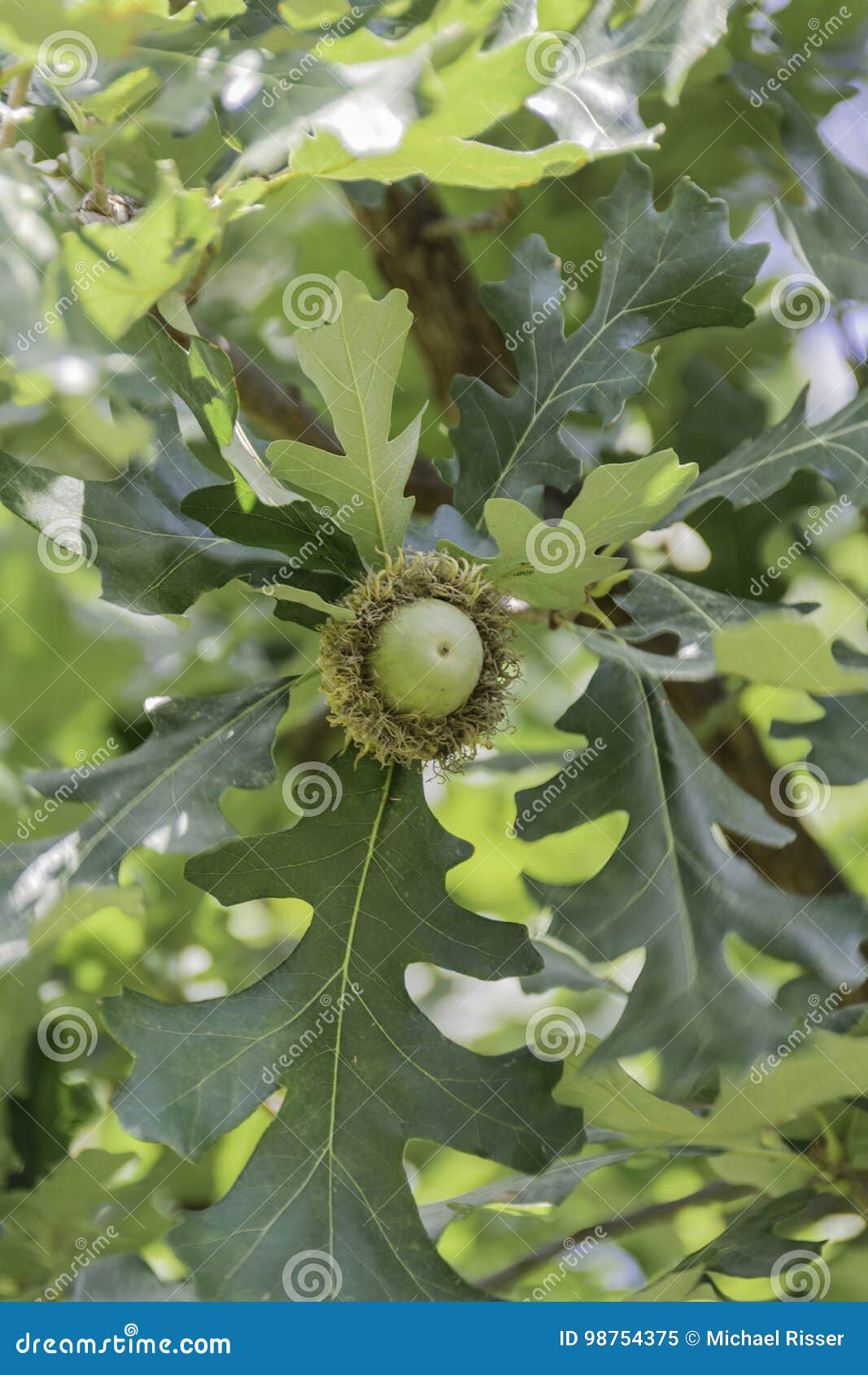 Bur Oak Acorn stock image. Image of leaves, green, quercus - 98754375