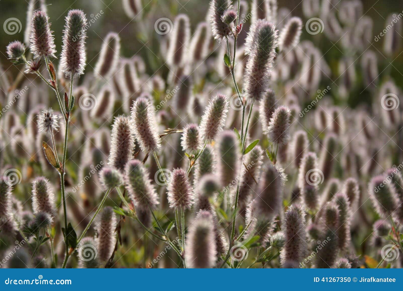 Bur plant stock photo. Image of plant, pricker, garden - 41267350
