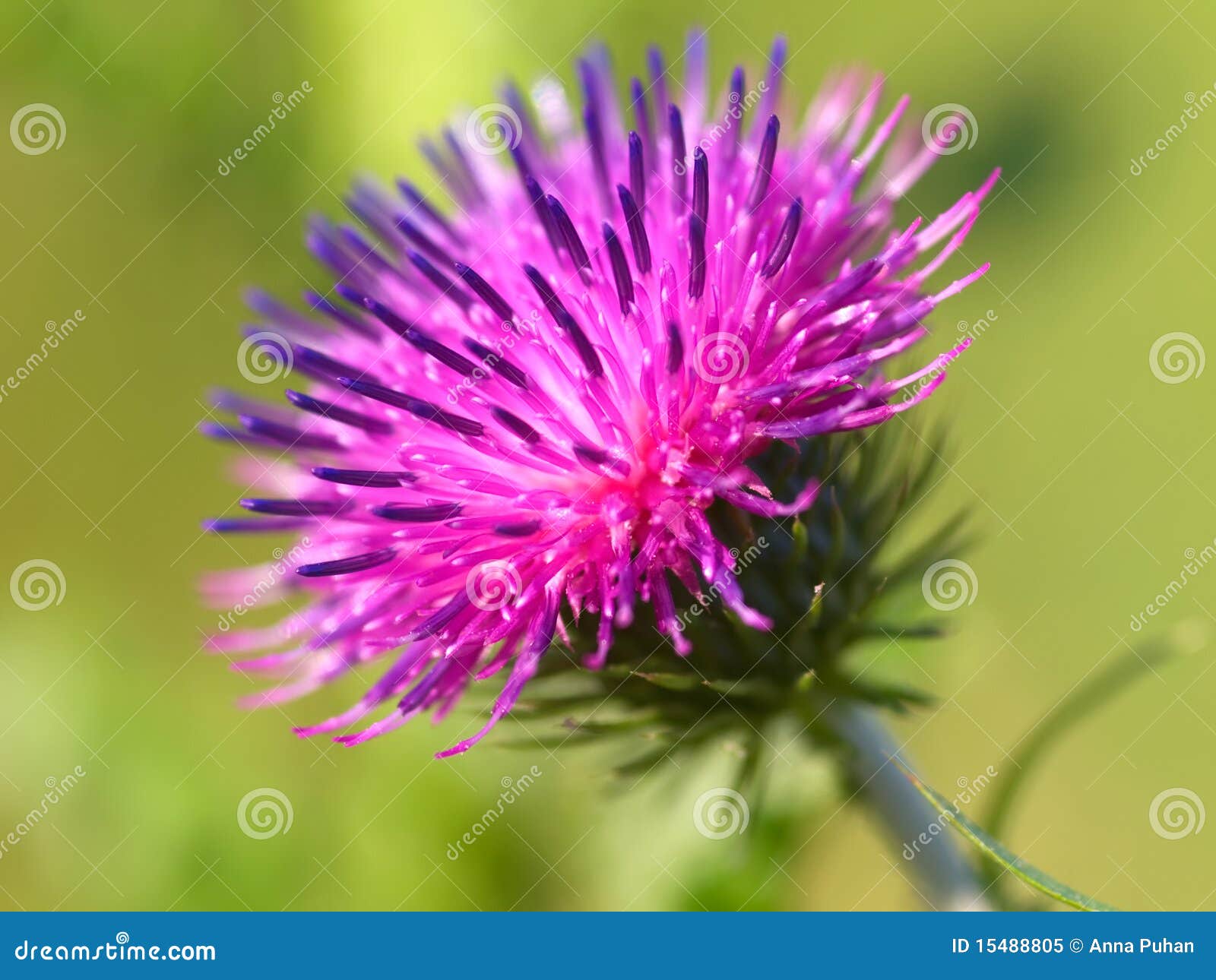 Bur thorny flower stock image. Image of herbal, bloom - 15488805
