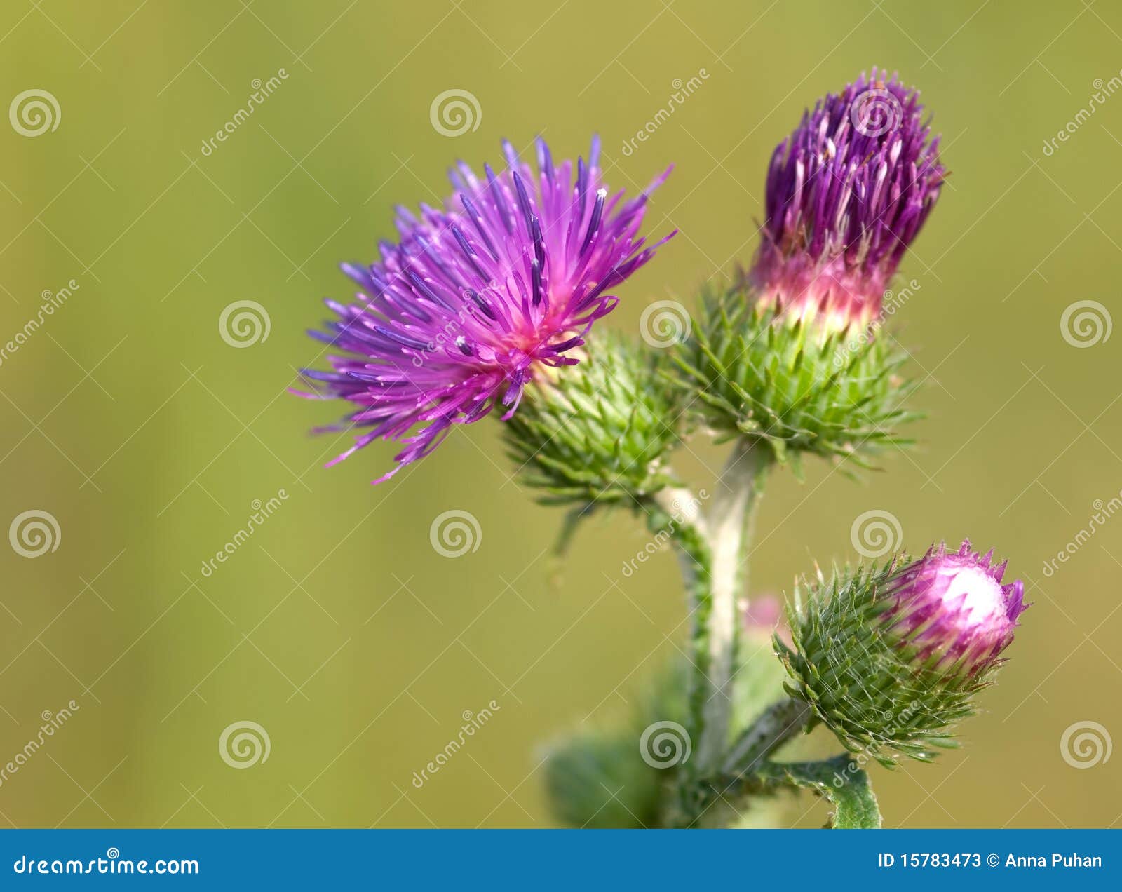 Bur thorny flower. stock image. Image of floral, bright - 15783473