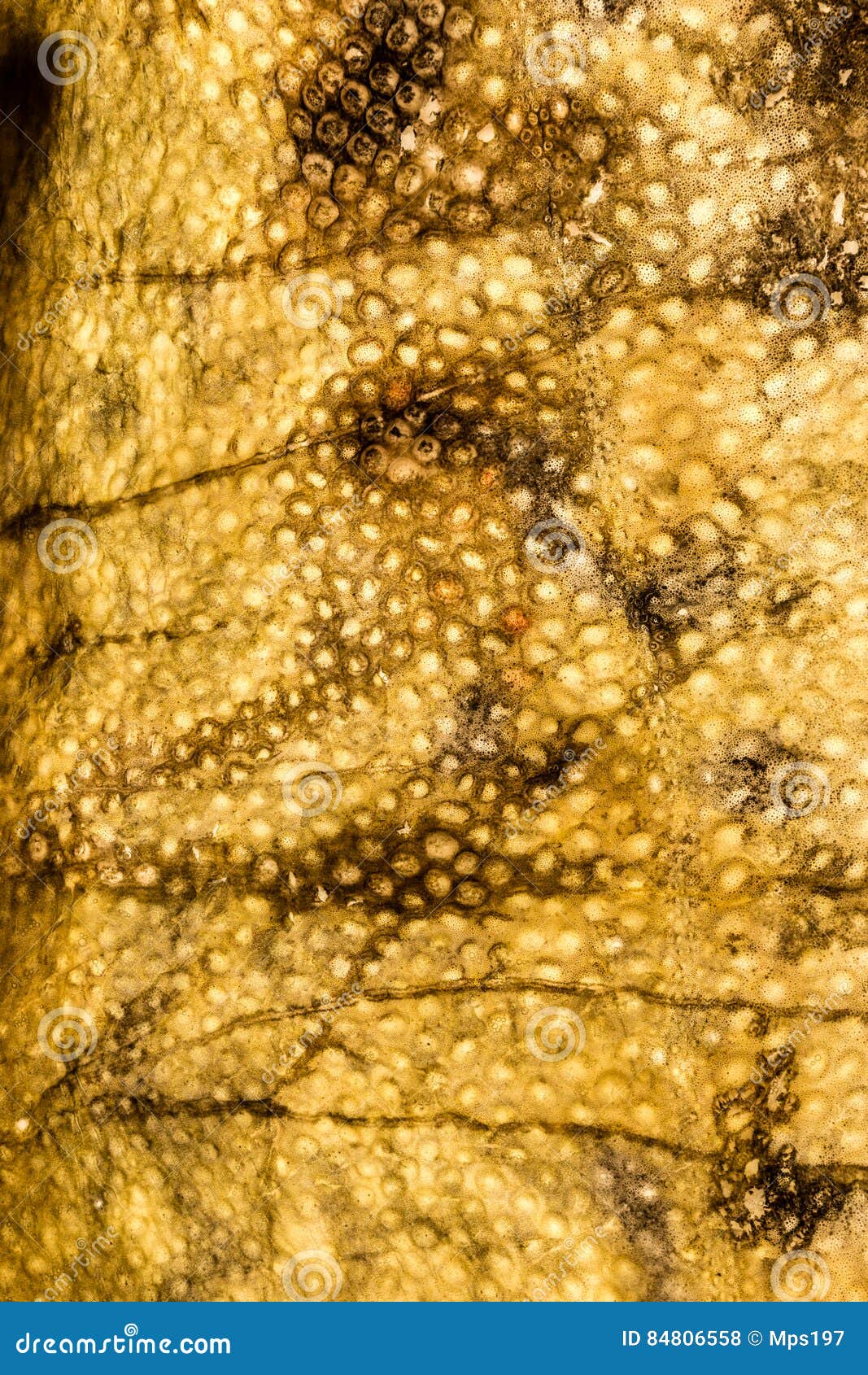 Burbot fish skin stock photo. Image of detailed, rugged - 84806558