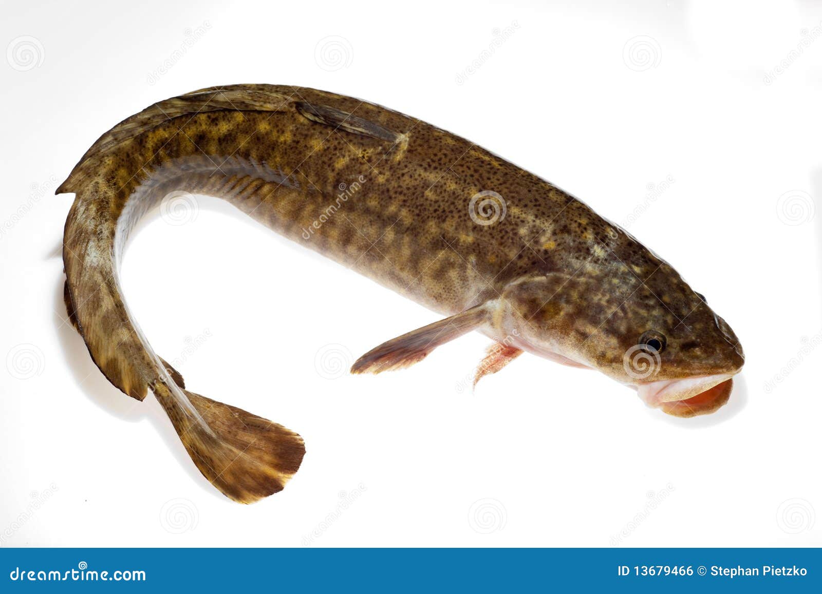 Burbot (Lota Lota) Isolated on White Stock Photo - Image of dotted ...