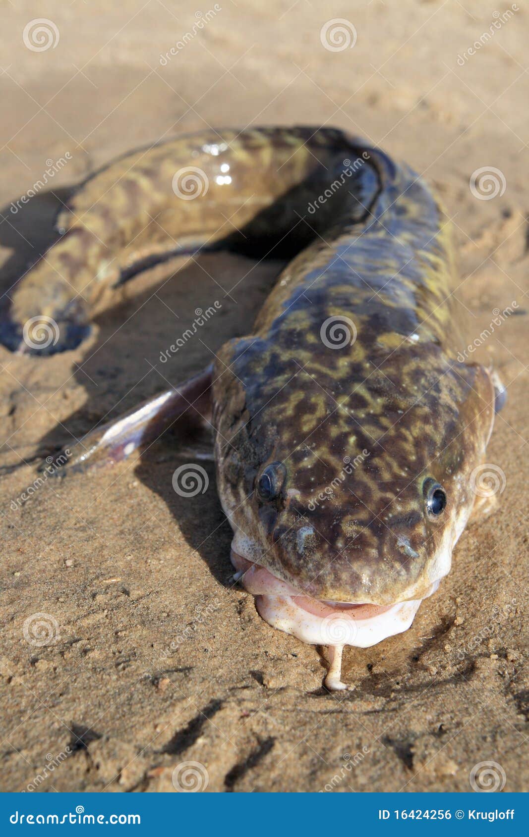 Burbot, Lying On The Sand Royalty-Free Stock Image | CartoonDealer.com ...