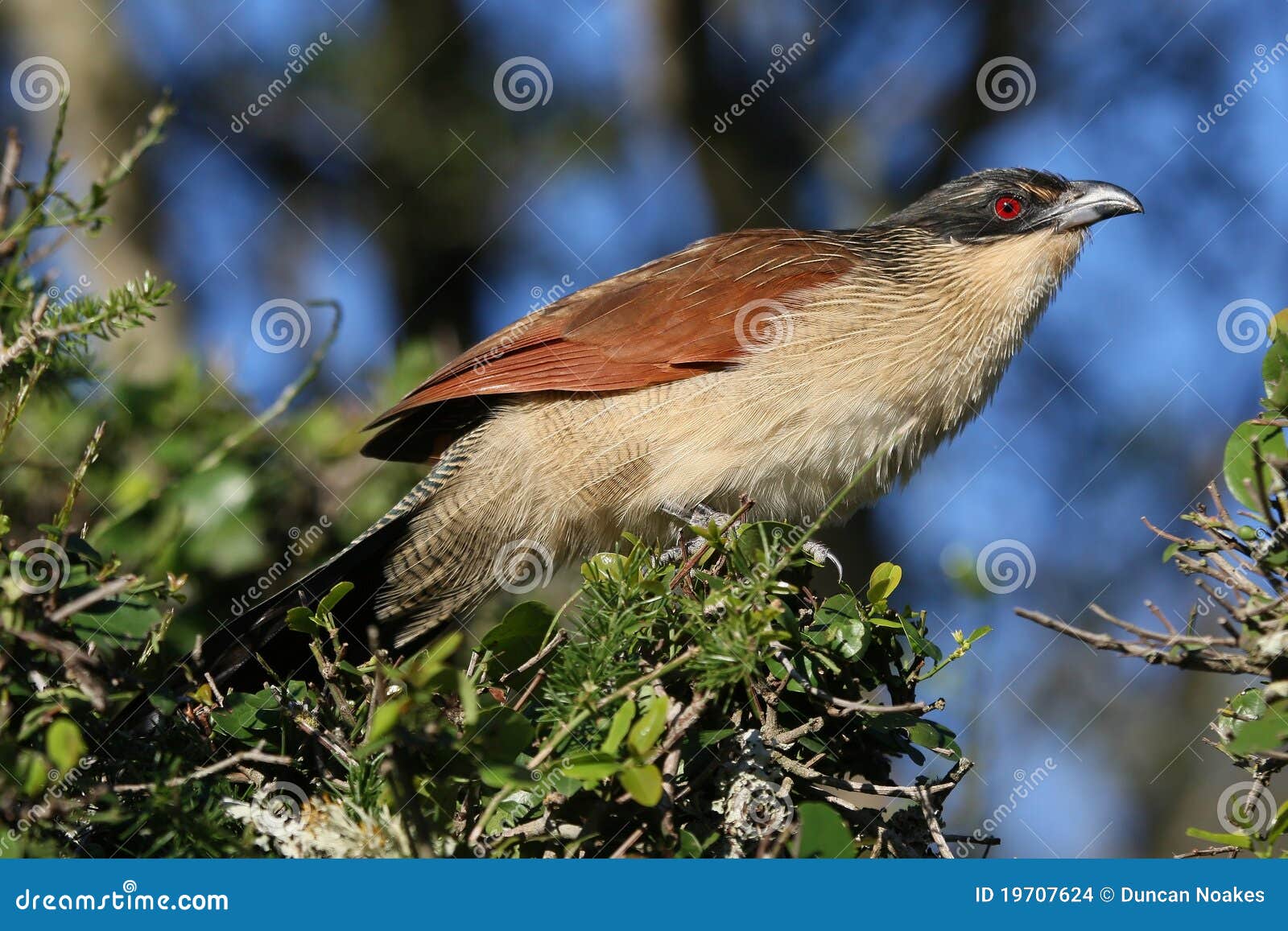 Burchell s Coucal Bird stock photo. Image of african - 19707624