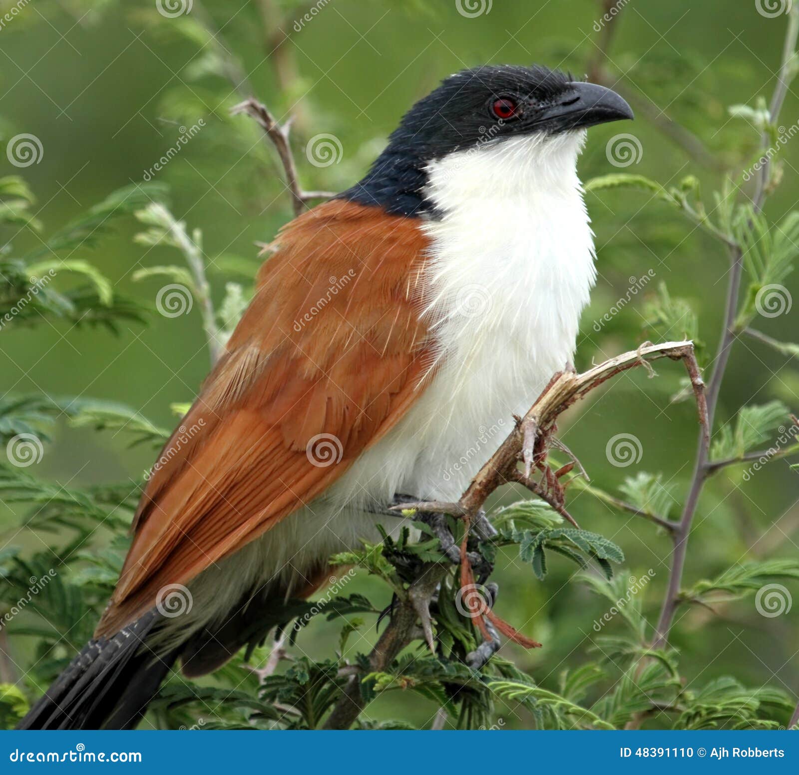 Burchell s Coucal stock photo. Image of proud, bird, national - 48391110