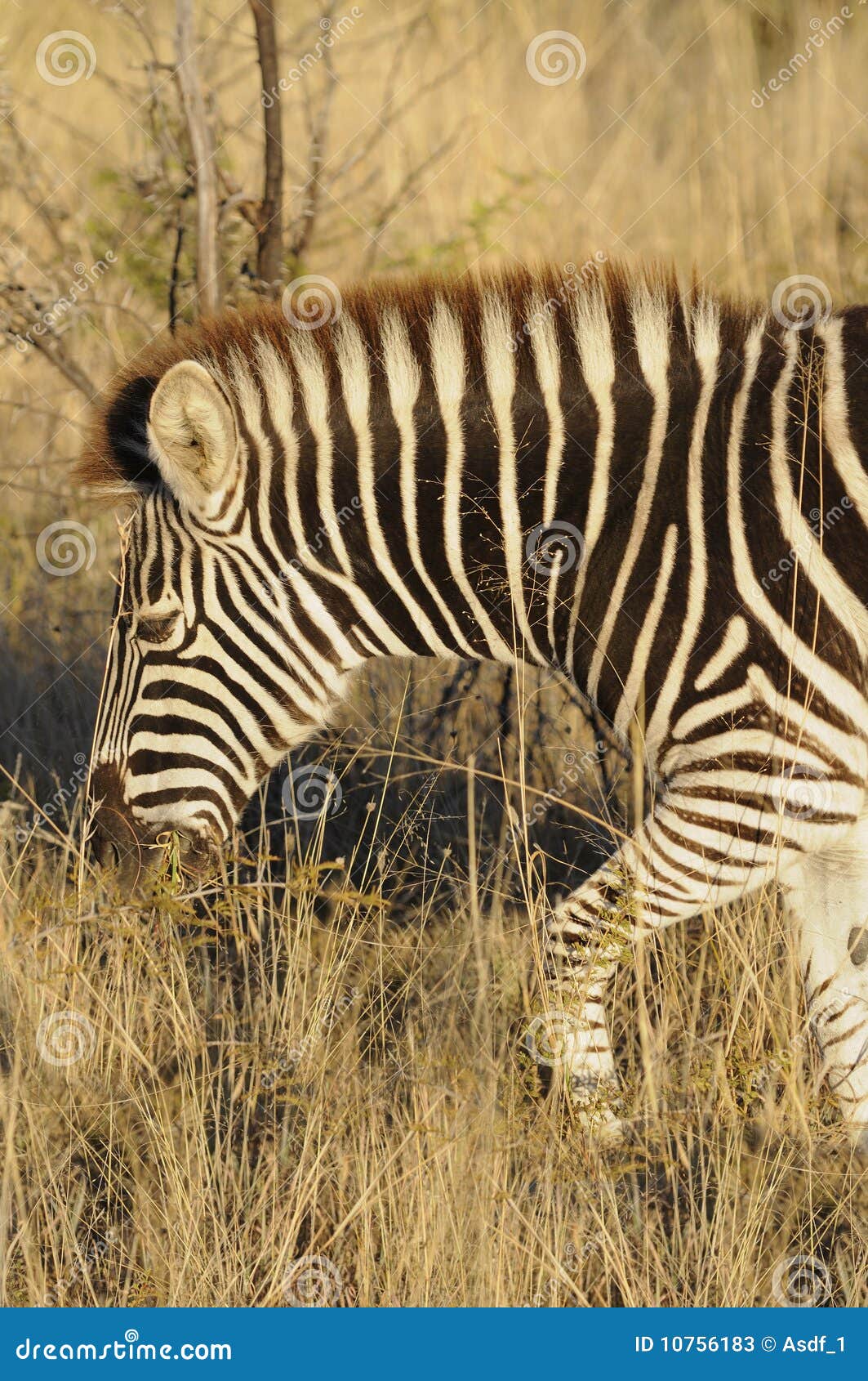 Burchell s Zebra stock image. Image of parks, black, plains - 10756183