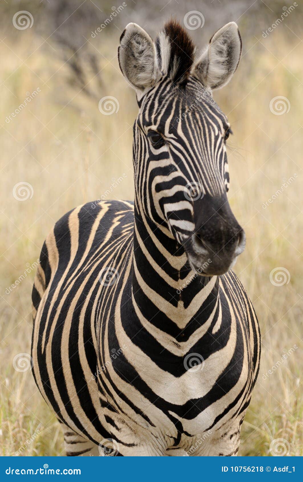 Burchell s Zebra stock photo. Image of equus, parks, mammals - 10756218