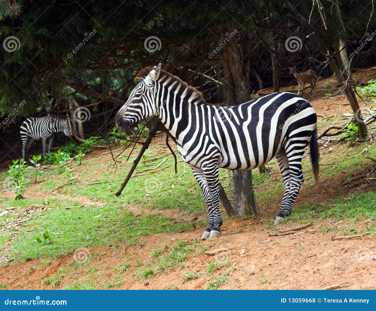 Burchell s Zebra stock photo. Image of mammal, elegant - 13059668