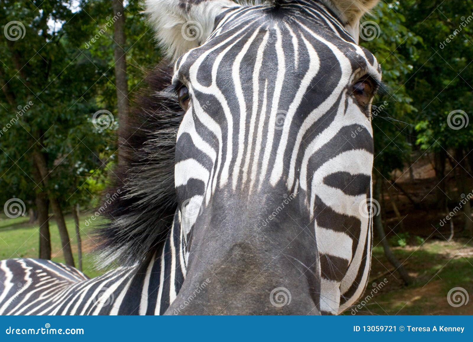 Burchell s Zebra stock image. Image of stripped, white - 13059721