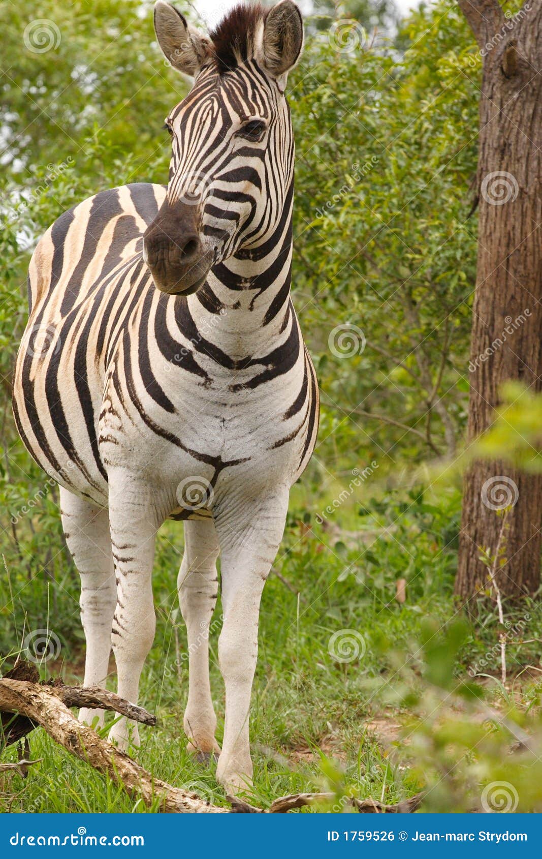 Burchell s Zebra stock photo. Image of game, safari, conservation - 1759526