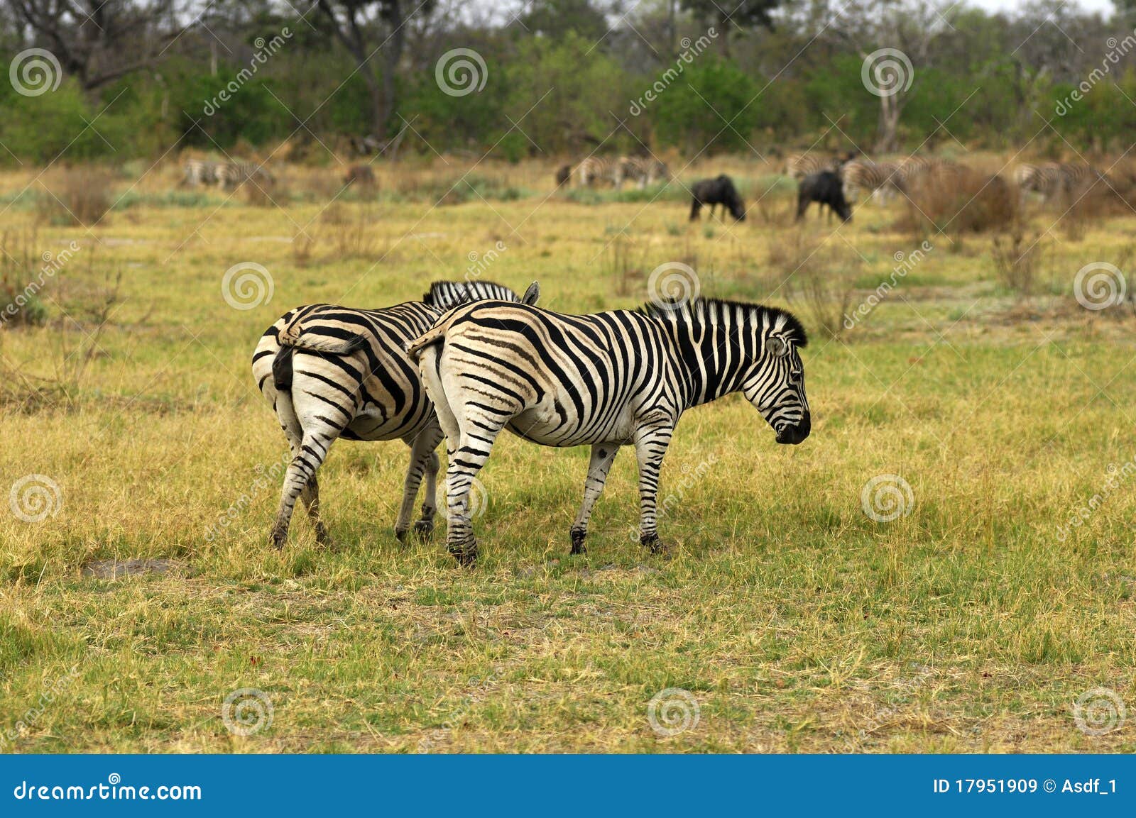 Burchell s Zebra stock image. Image of complete, africa - 17951909