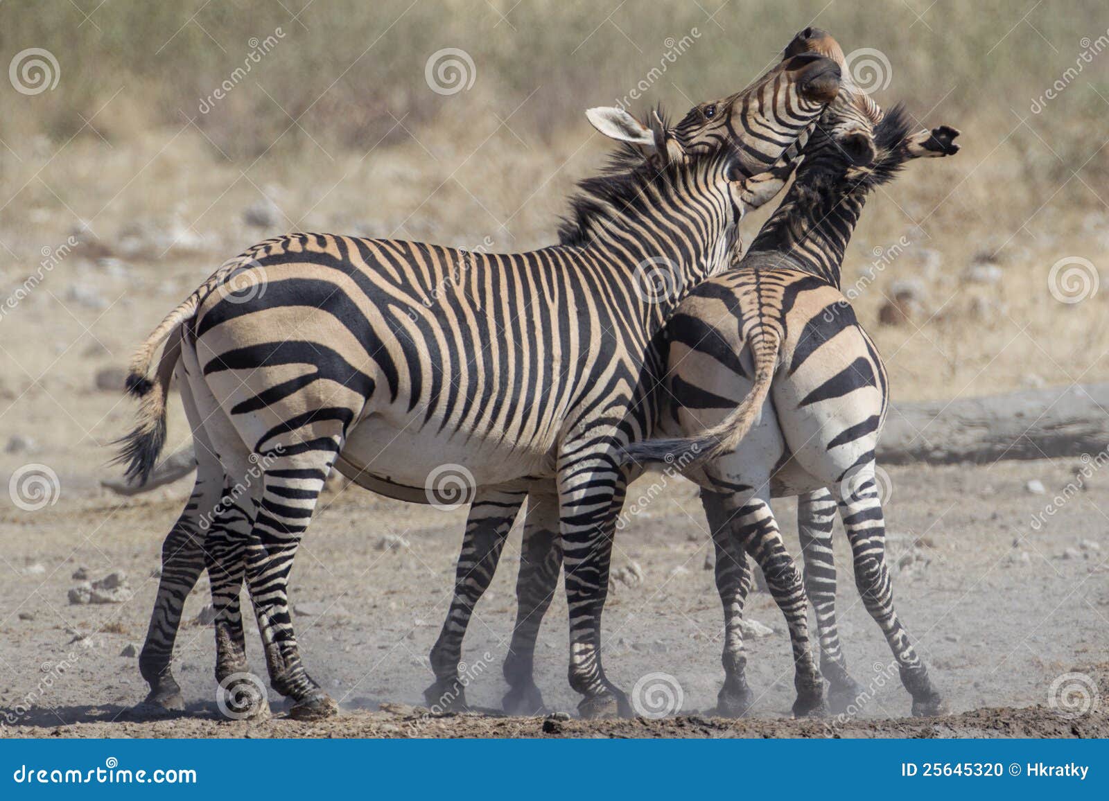 Burchell s zebra stock photo. Image of exotic, wildlife - 25645320