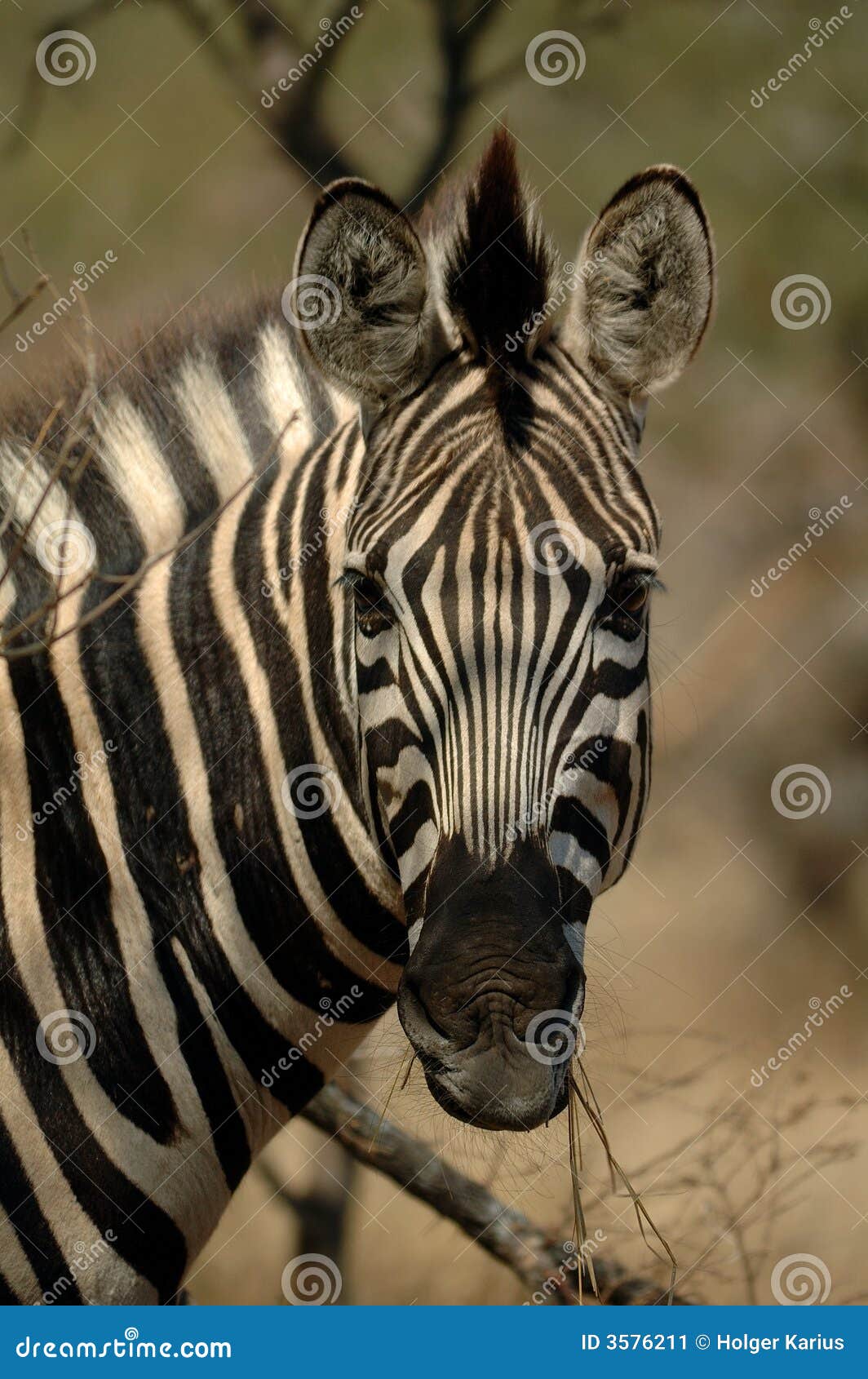 Burchell s Zebra stock image. Image of kruger, game, wildlife - 3576211