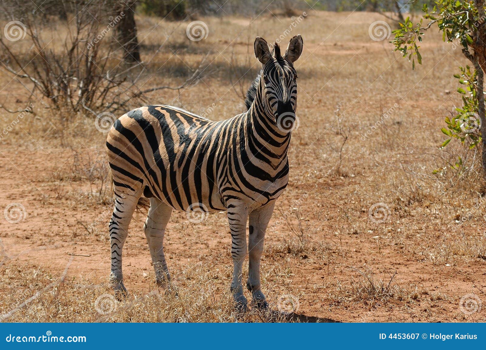 Burchell s Zebra stock image. Image of burchell, nature - 4453607