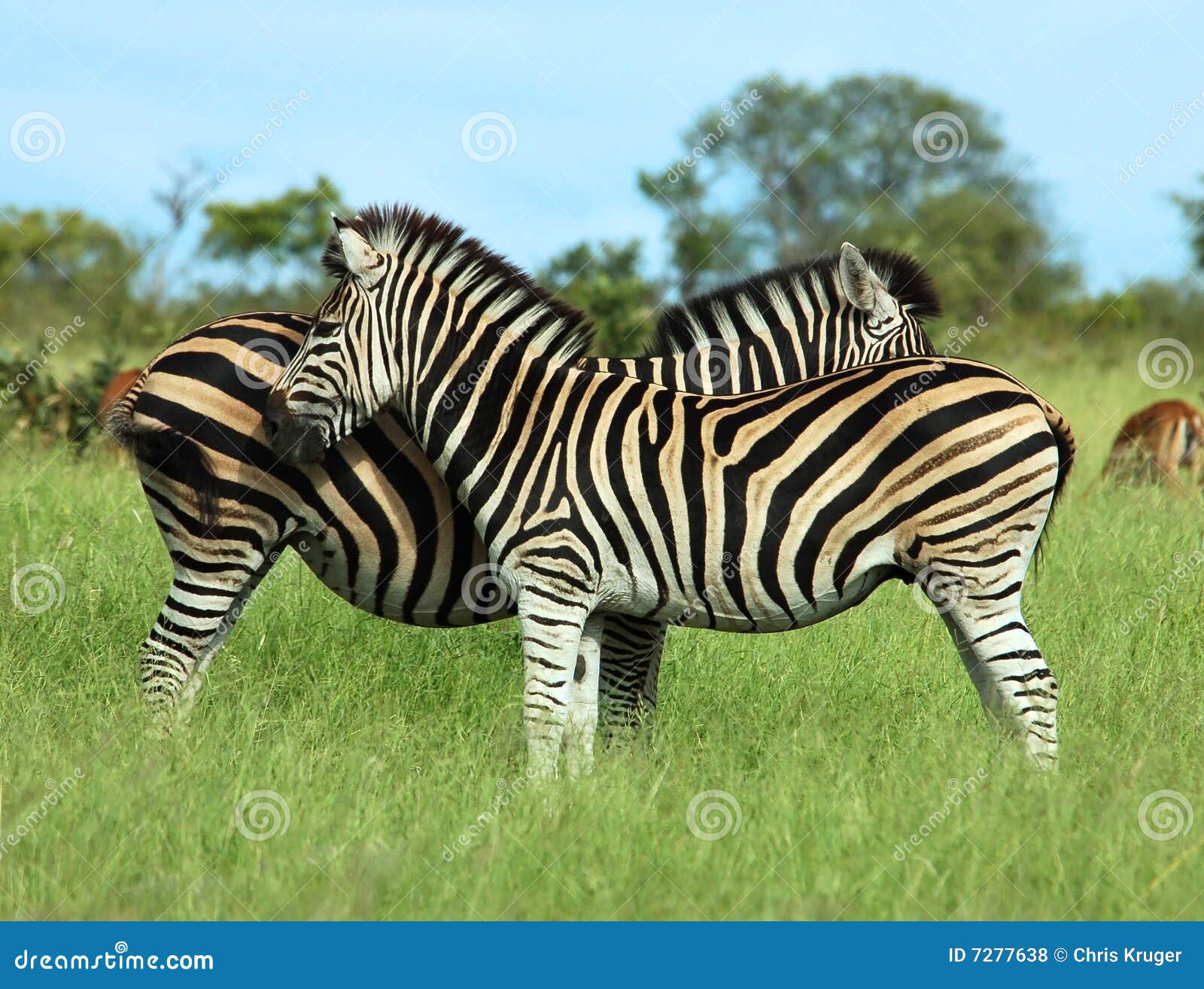 Burchell s Zebra stock photo. Image of africa, cute, grass - 7277638