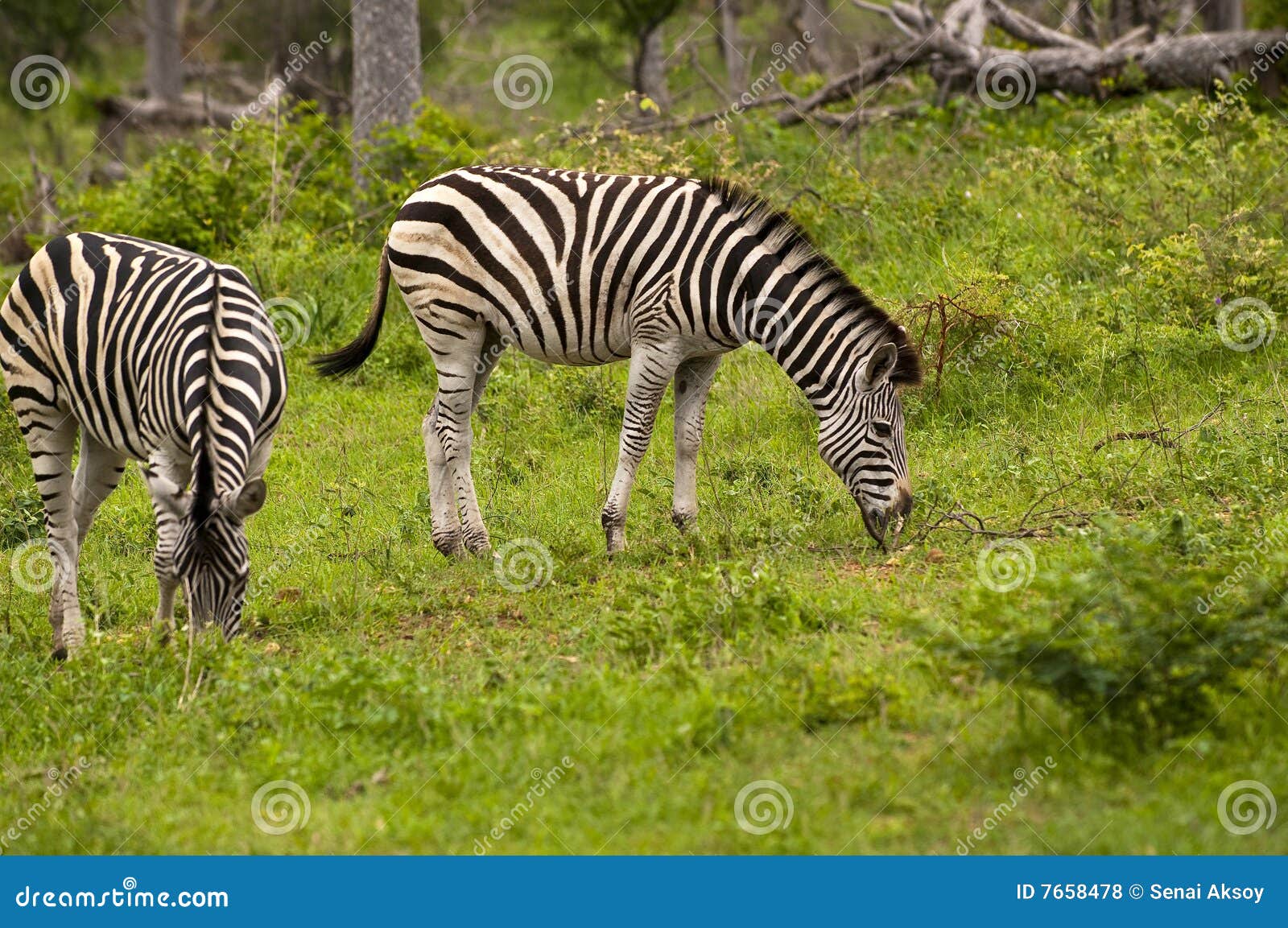Burchell s Zebra stock photo. Image of animal, stripe - 7658478