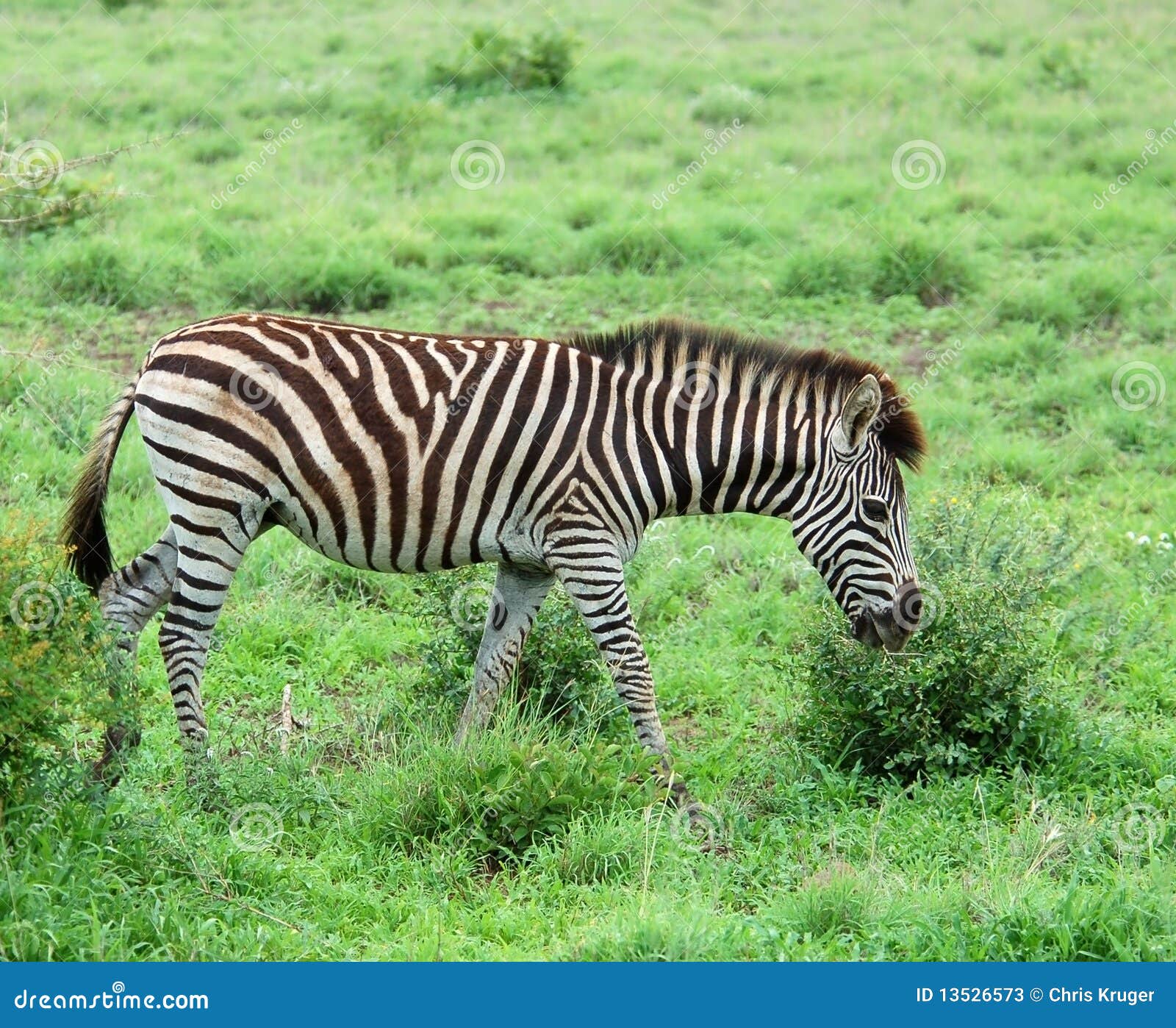 Burchell s Zebra in Africa stock image. Image of mammal - 13526573