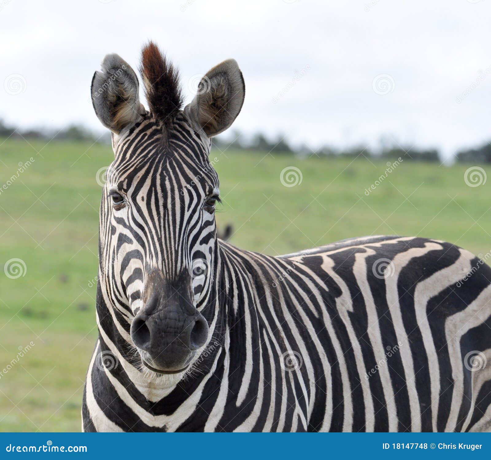 Burchell s Zebra in Africa stock photo. Image of mane - 18147748