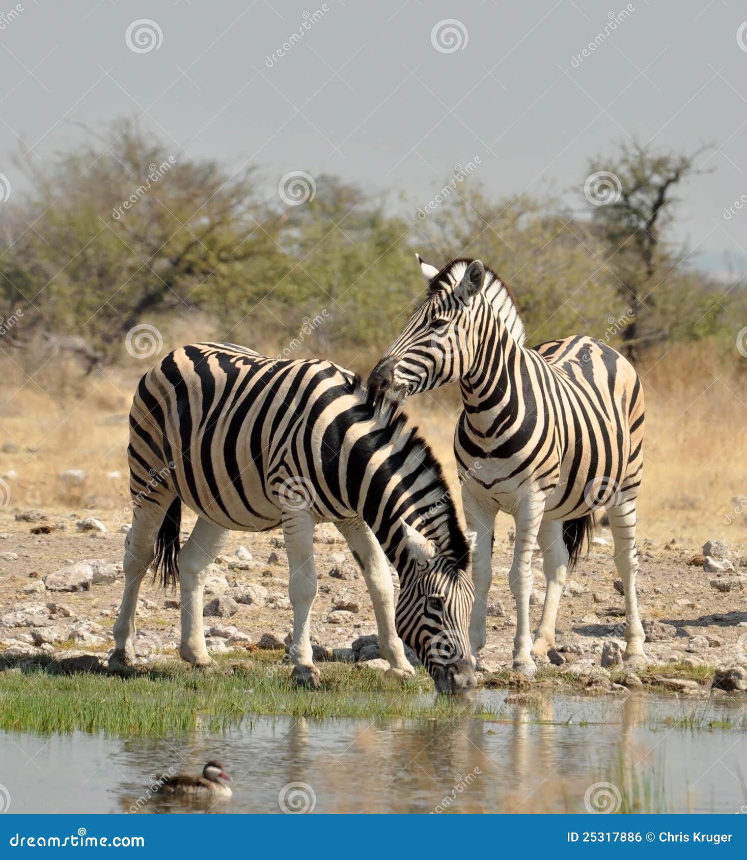 Burchell s Zebra in Africa stock photo. Image of mane - 25317886