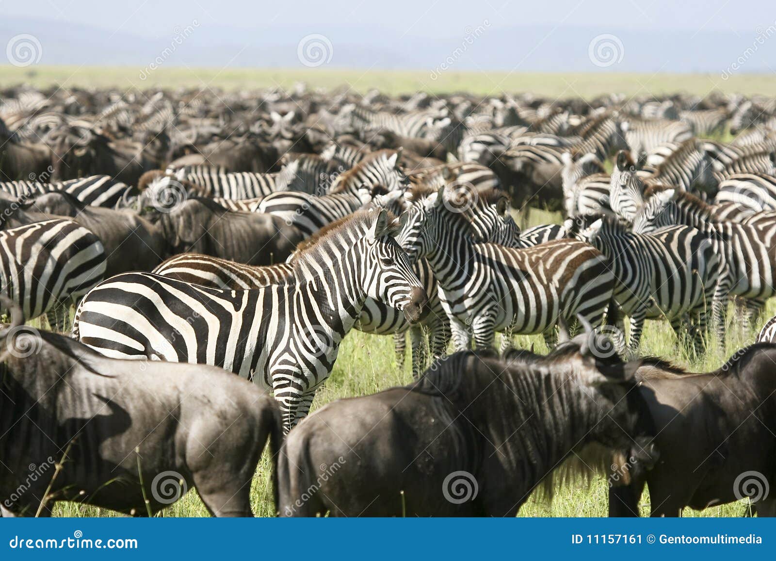 Burchell S Zebra (Equus Burchelli) Stock Image - Image of tanzania ...