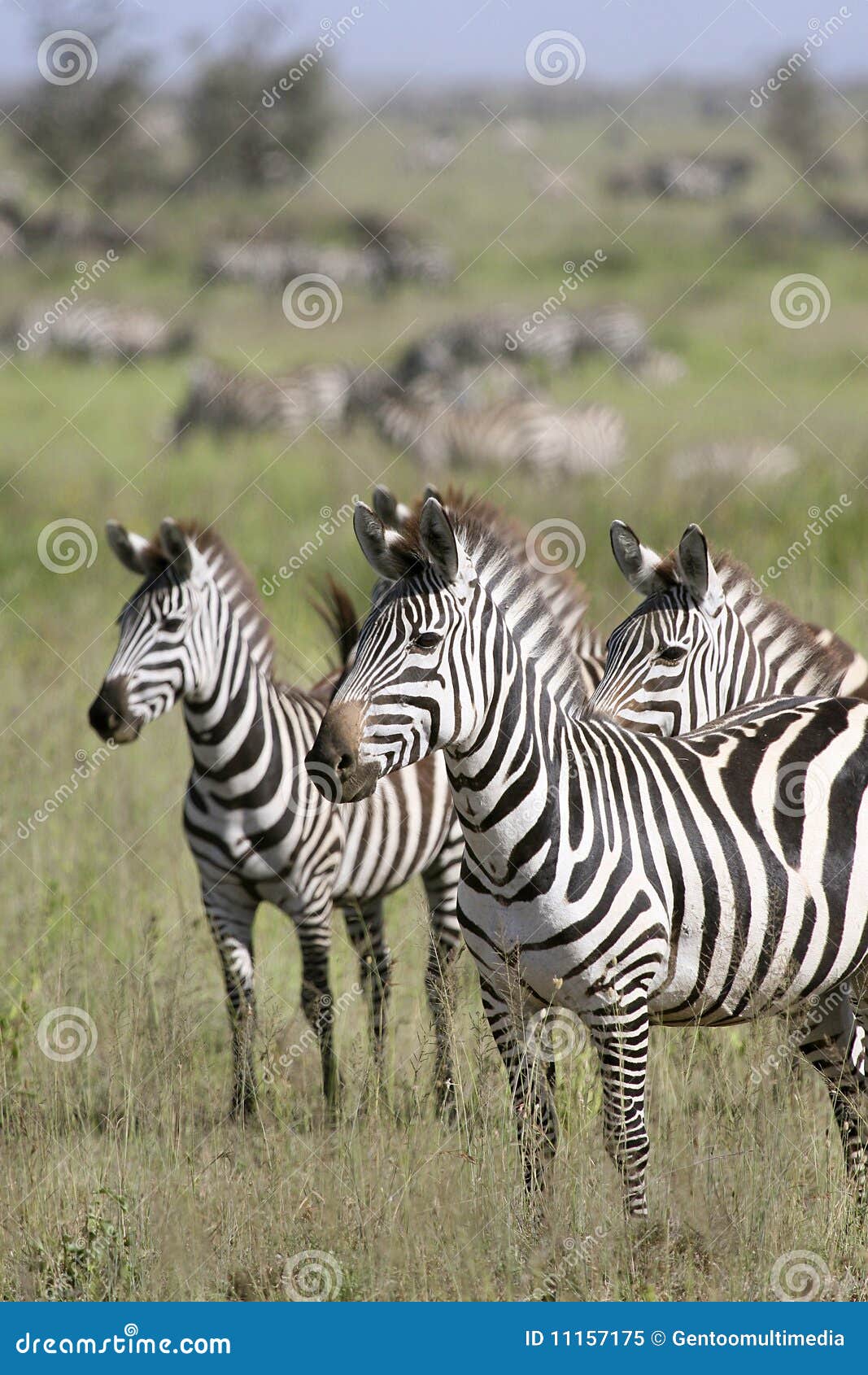 Burchell S Zebra (Equus Burchelli) Stock Image - Image of nature ...
