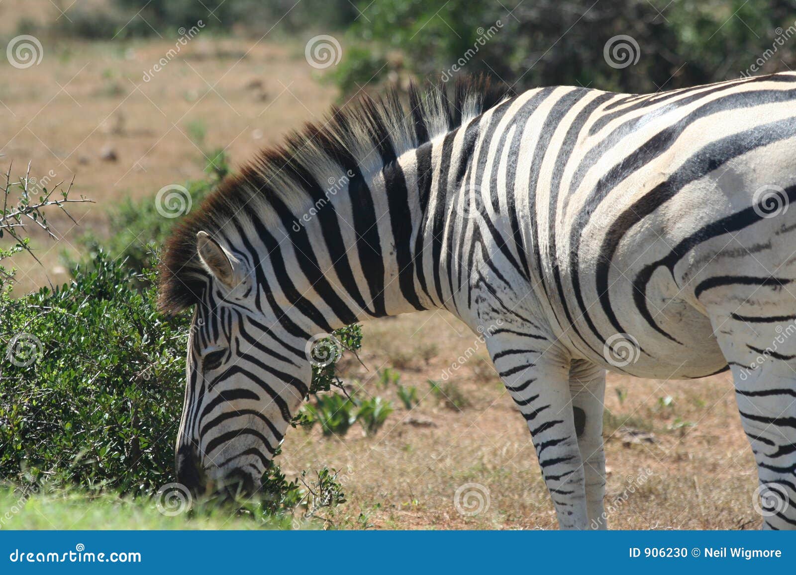 Burchell S Zebra (Equus Burchellii) Close-up Stock Photo - Image of ...