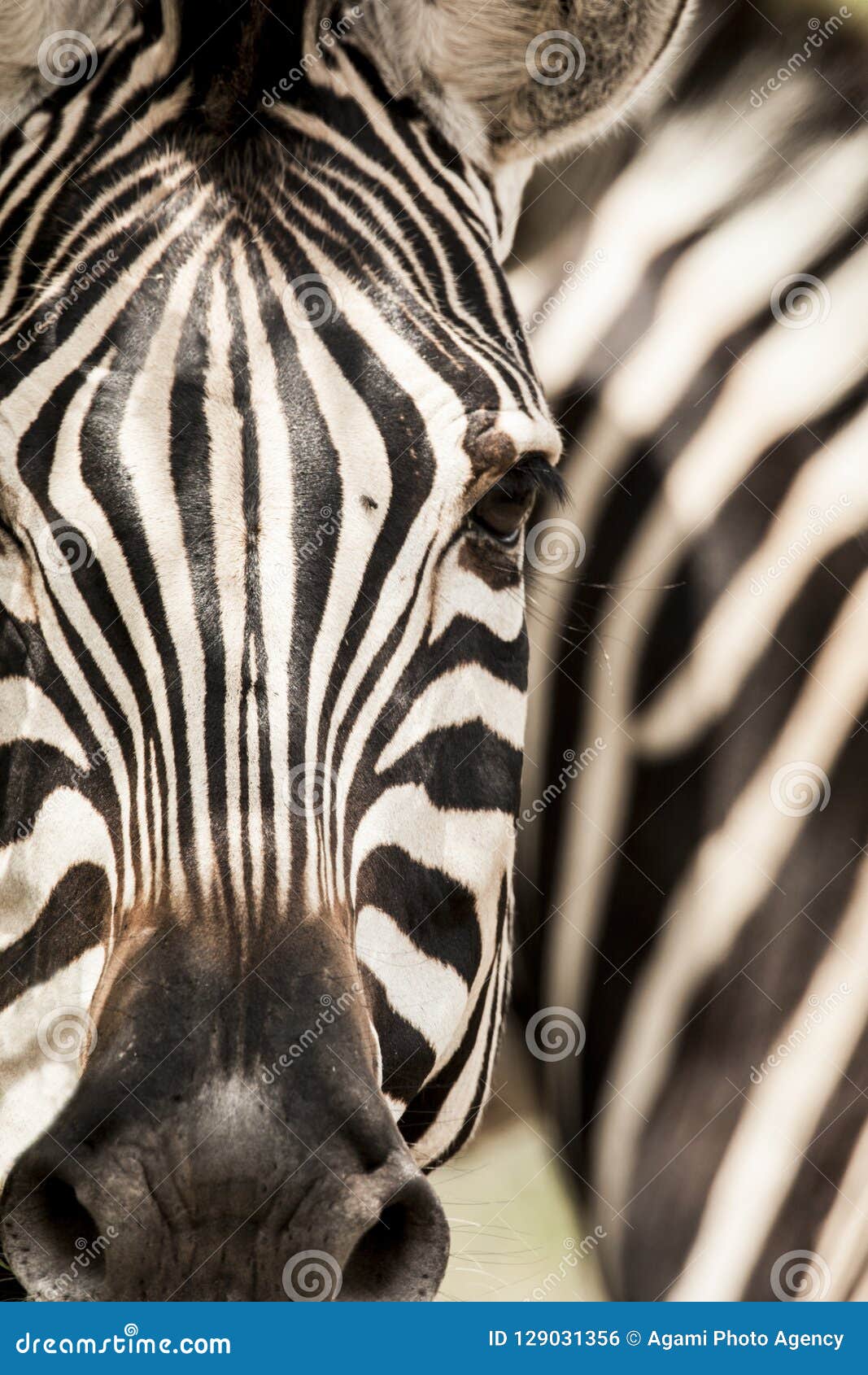 Burchell S Zebra, Burchell S Zebra, Equus Quagga Burchellii Stock Photo ...