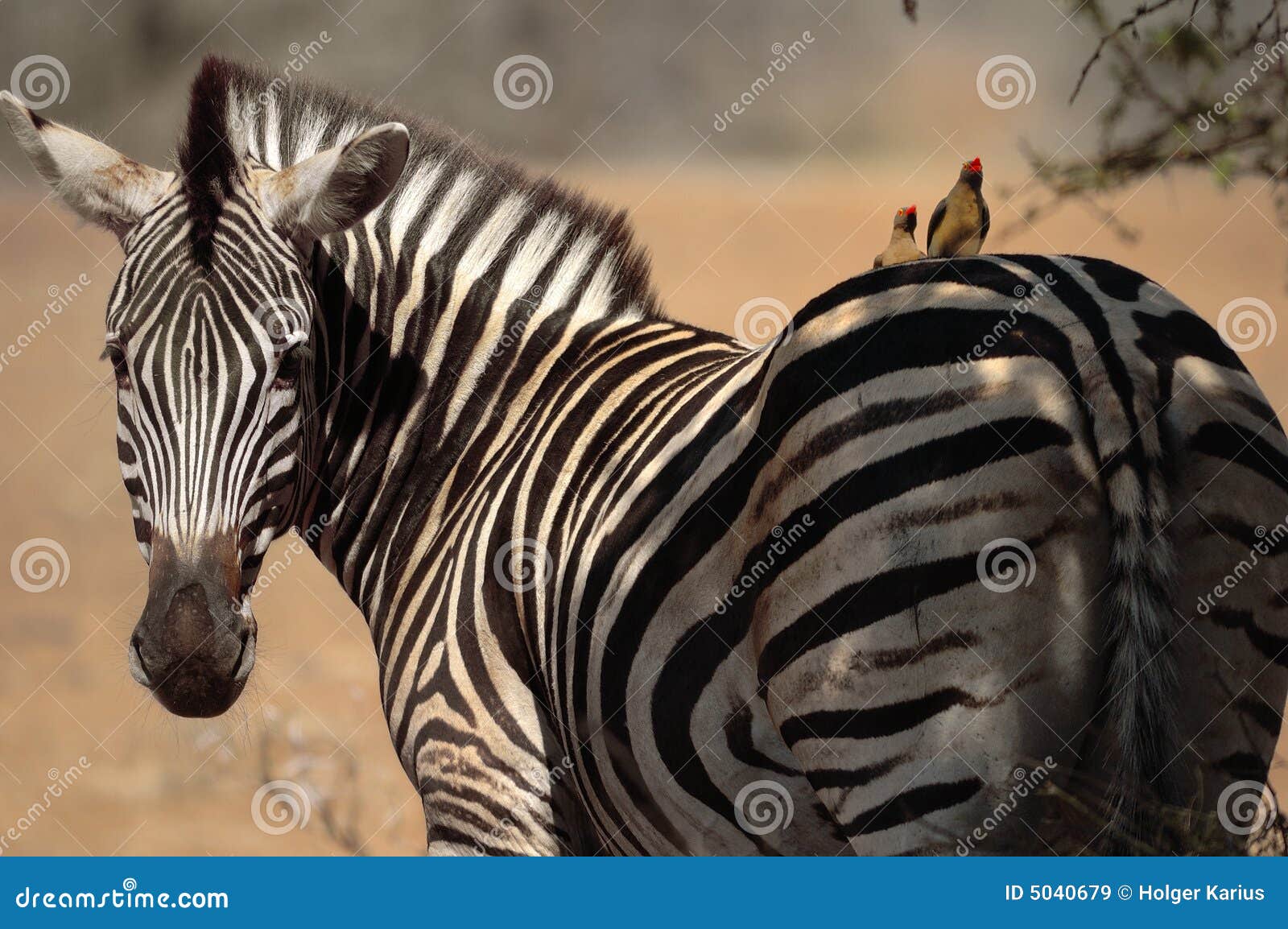 Burchell S Zebra with Friends Stock Image - Image of horse, billed: 5040679