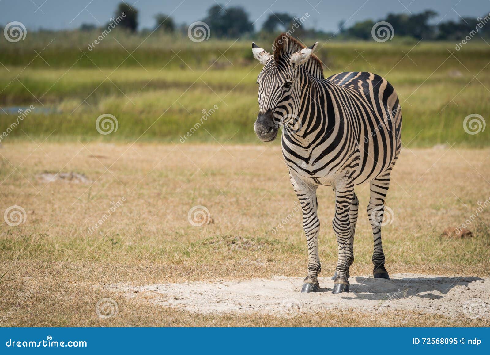 Burchell S Zebra on Grassy Plain Facing Camera Stock Image - Image of ...