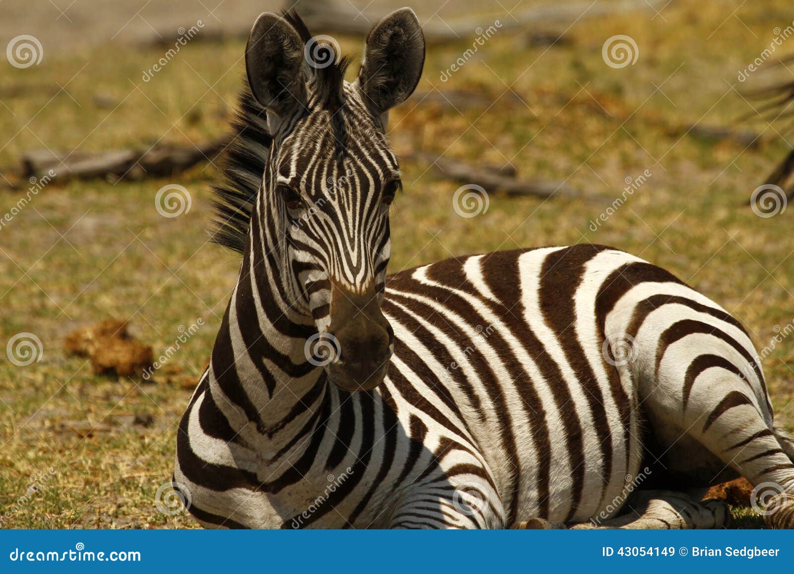 Burchell S Zebra Lying Down Stock Image - Image of game, animal: 43054149