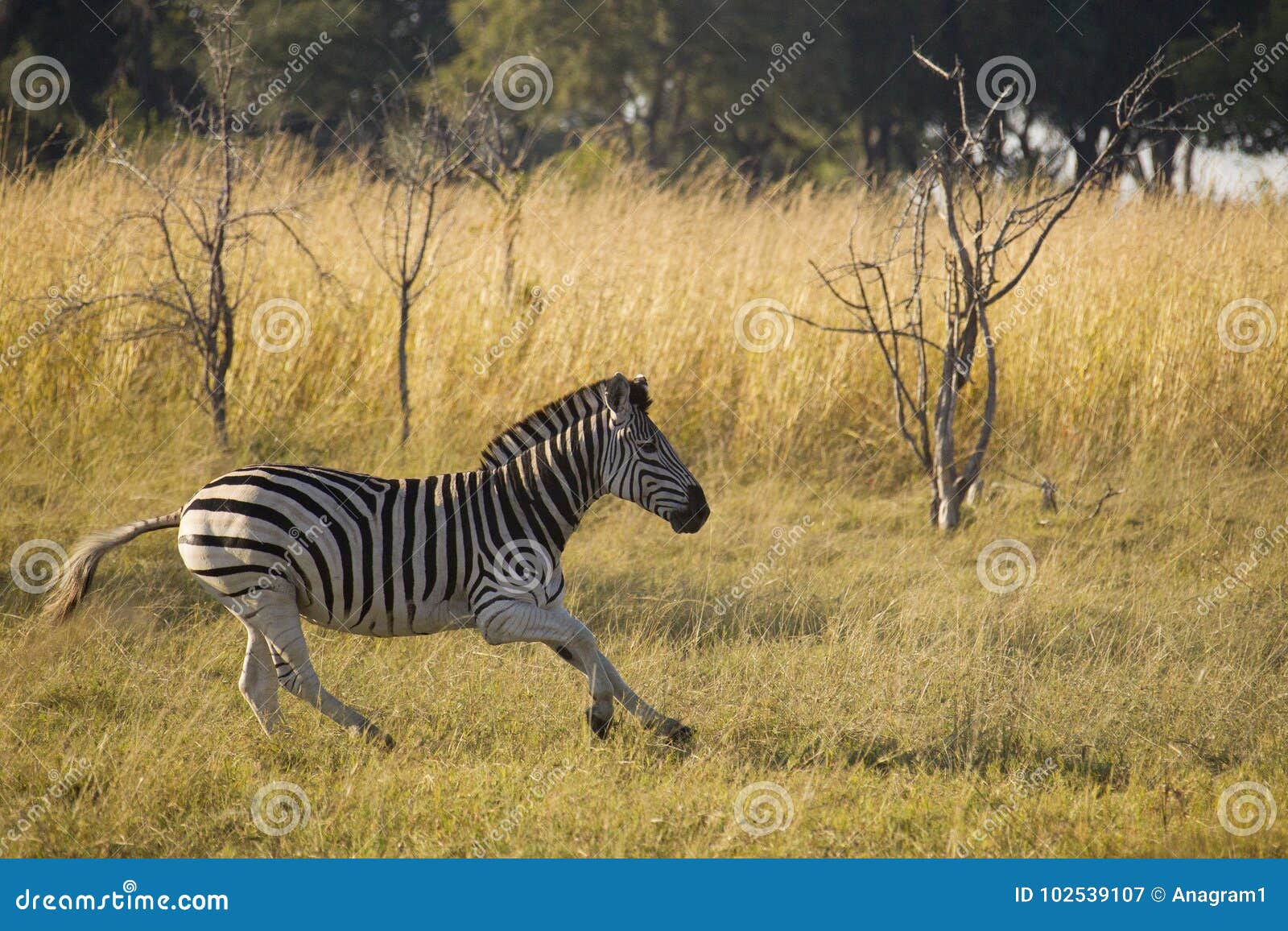 Zebra running stock image. Image of color, burchelli - 102539107