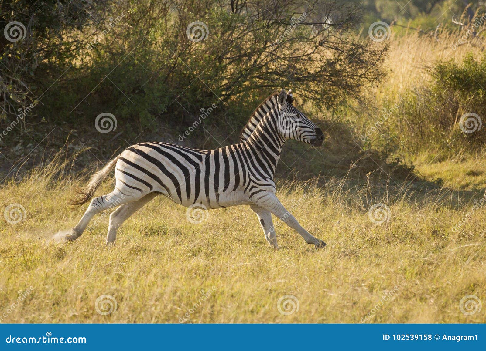 Zebra running stock photo. Image of plains, animal, color - 102539158