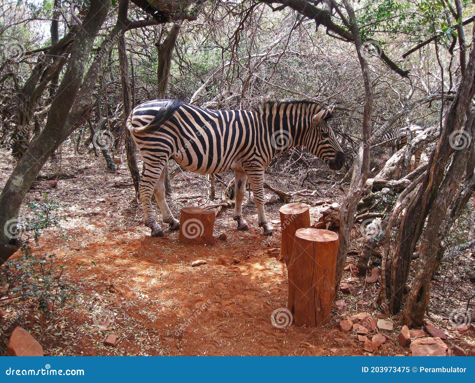 BURCHELL`S ZEBRA STANDING in SHADE UNDER TREES Stock Image - Image of ... BURCHELL`S ZEBRA STANDING in SHADE UNDER TREES Stock Image - Image of ...
