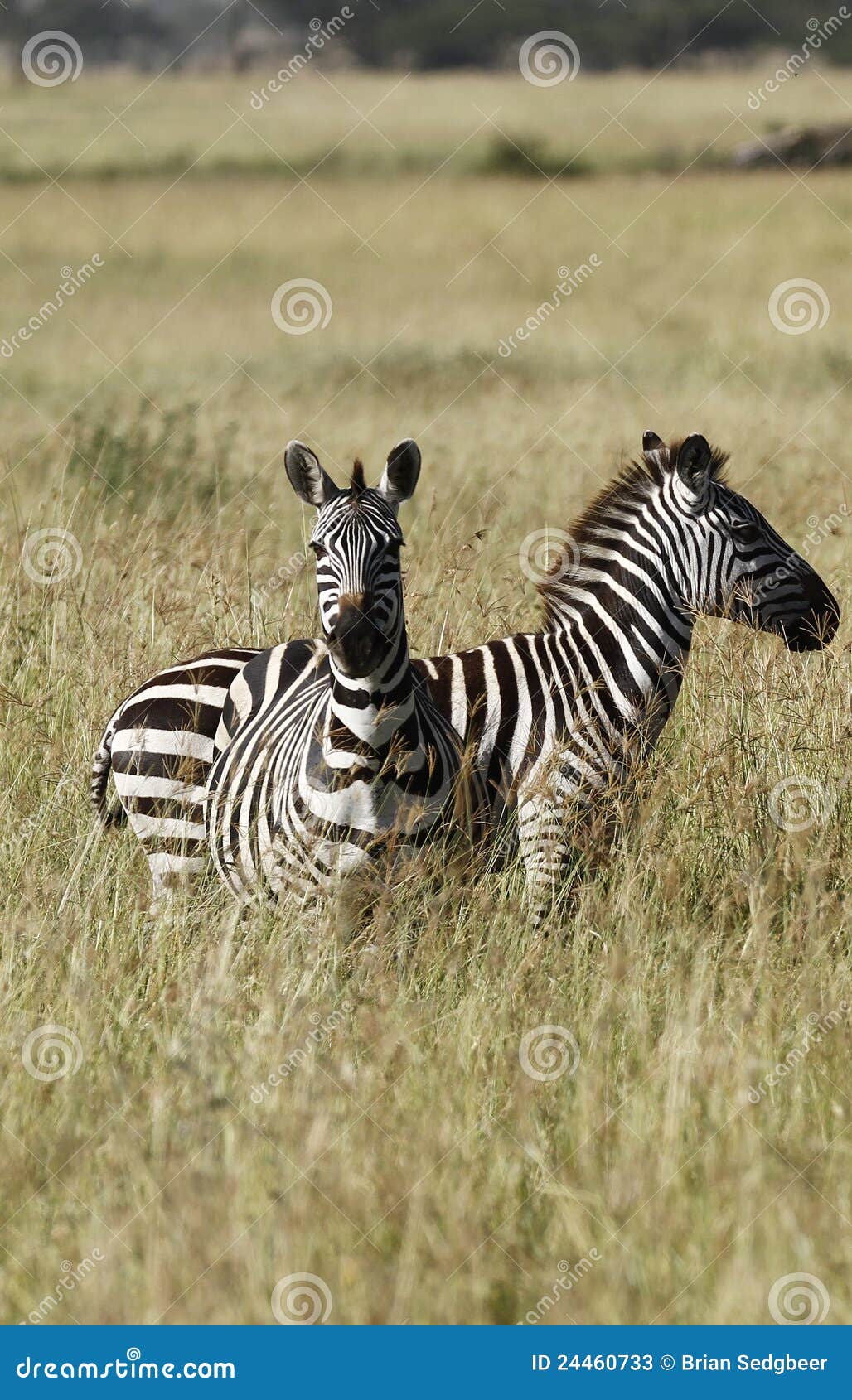 Burchell s Zebras stock image. Image of animals, hierarchical - 24460733