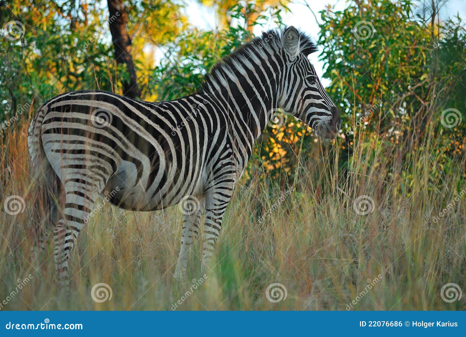 Burchell S Zebras (Equus Burchellii) Stock Photo - Image of striped ...