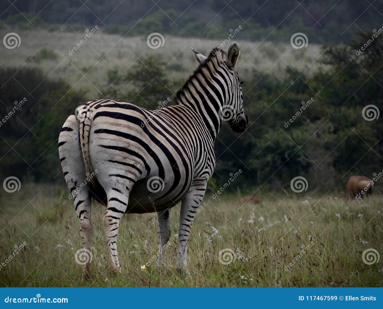 Burchell Zebra stock image. Image of south, wildlife - 117467599