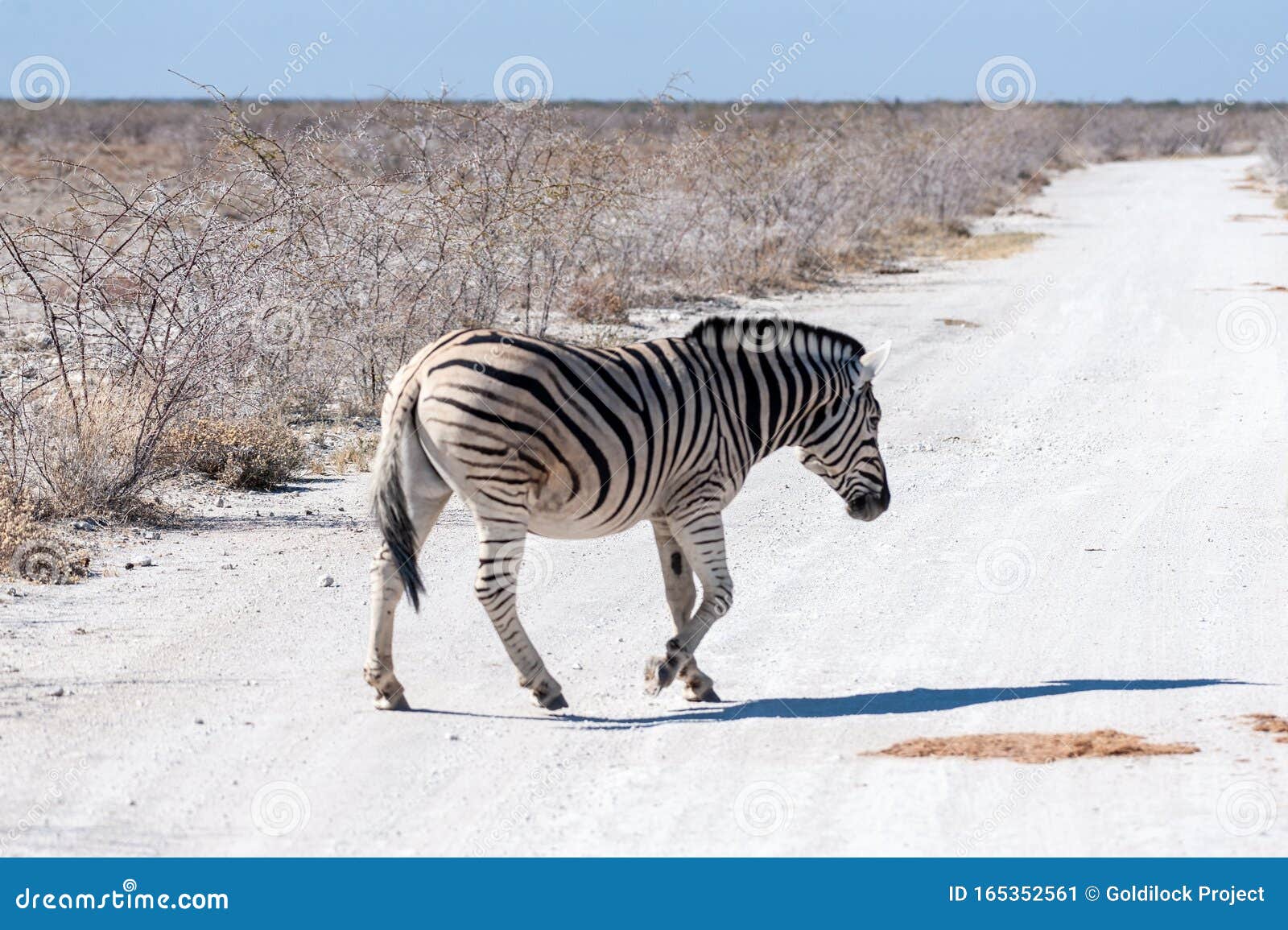 Burchell Zebra -Equus Quagga Burchelli- Grazing on the Plains of Etosha ... Burchell Zebra -Equus Quagga Burchelli- Grazing on the Plains of Etosha ...