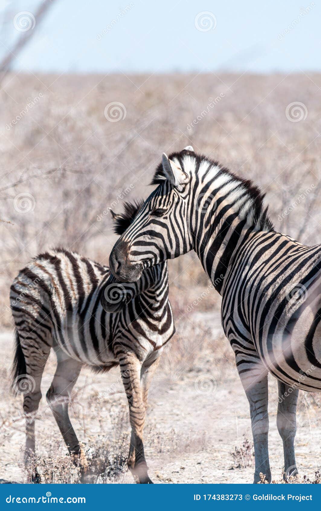 Burchell Zebra -Equus Quagga Burchelli- Grazing on the Plains of Etosha ... Burchell Zebra -Equus Quagga Burchelli- Grazing on the Plains of Etosha ...