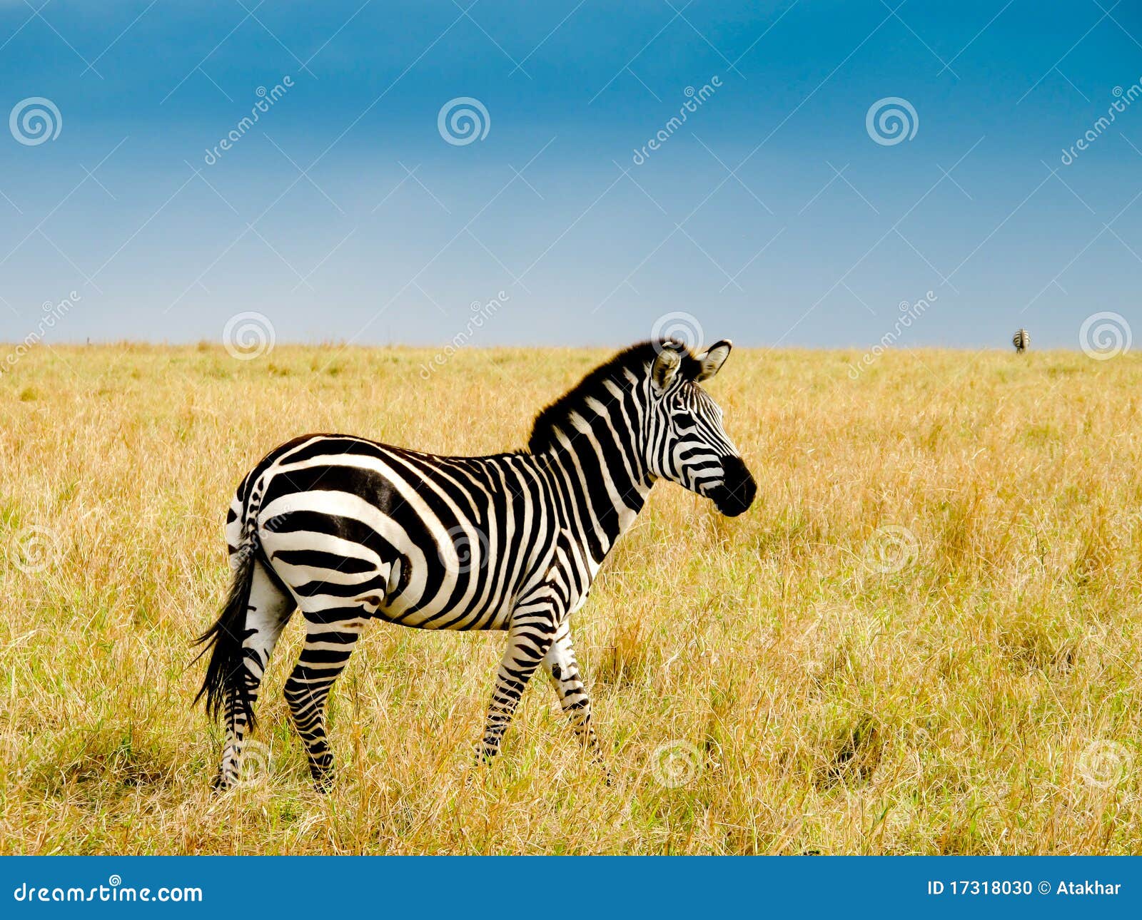 Burchells zebra stock photo. Image of nature, behavior - 17318030